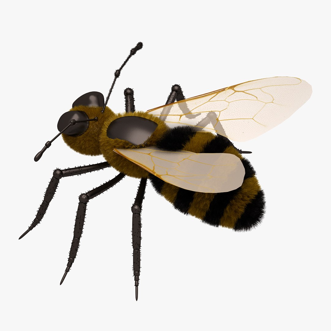 3d Honey Bee Open Model
