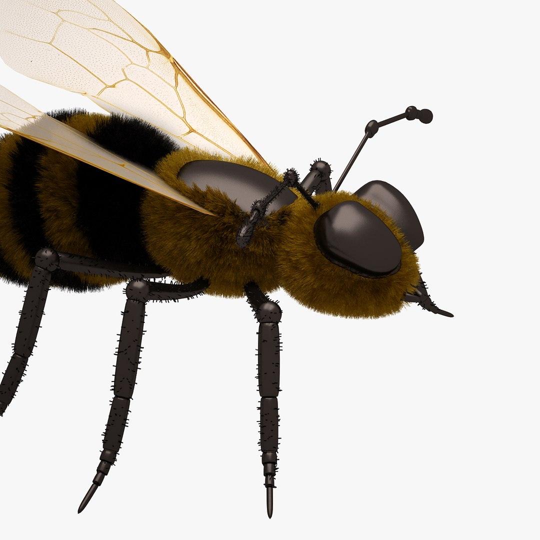 3d Honey Bee Open Model