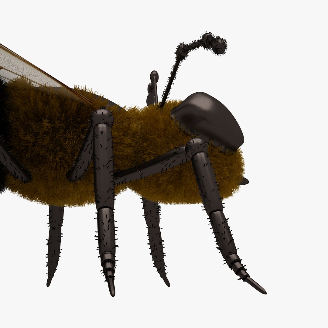 3d Honey Bee Open Model