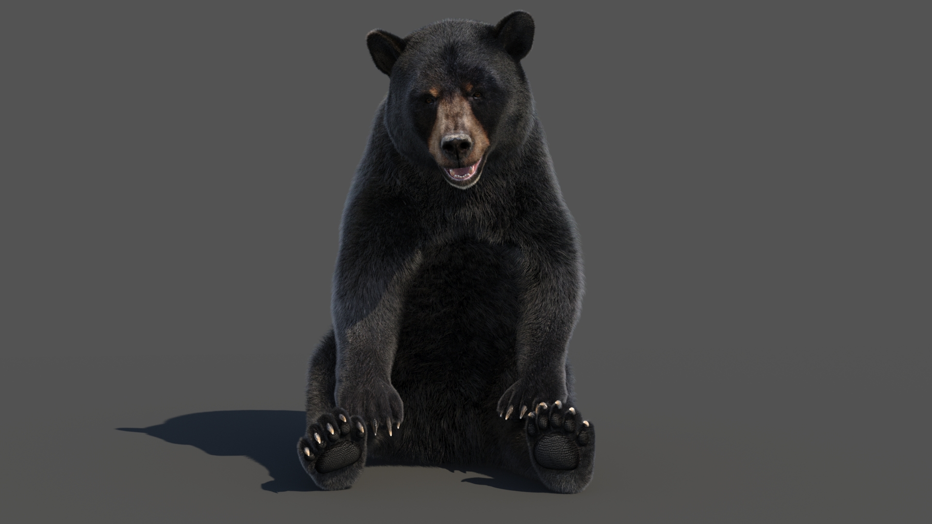 3D Black Bear Rigged Fur Model - TurboSquid 1887067