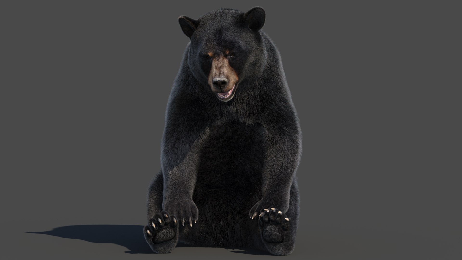 3D Black Bear Rigged Fur Model - TurboSquid 1887067