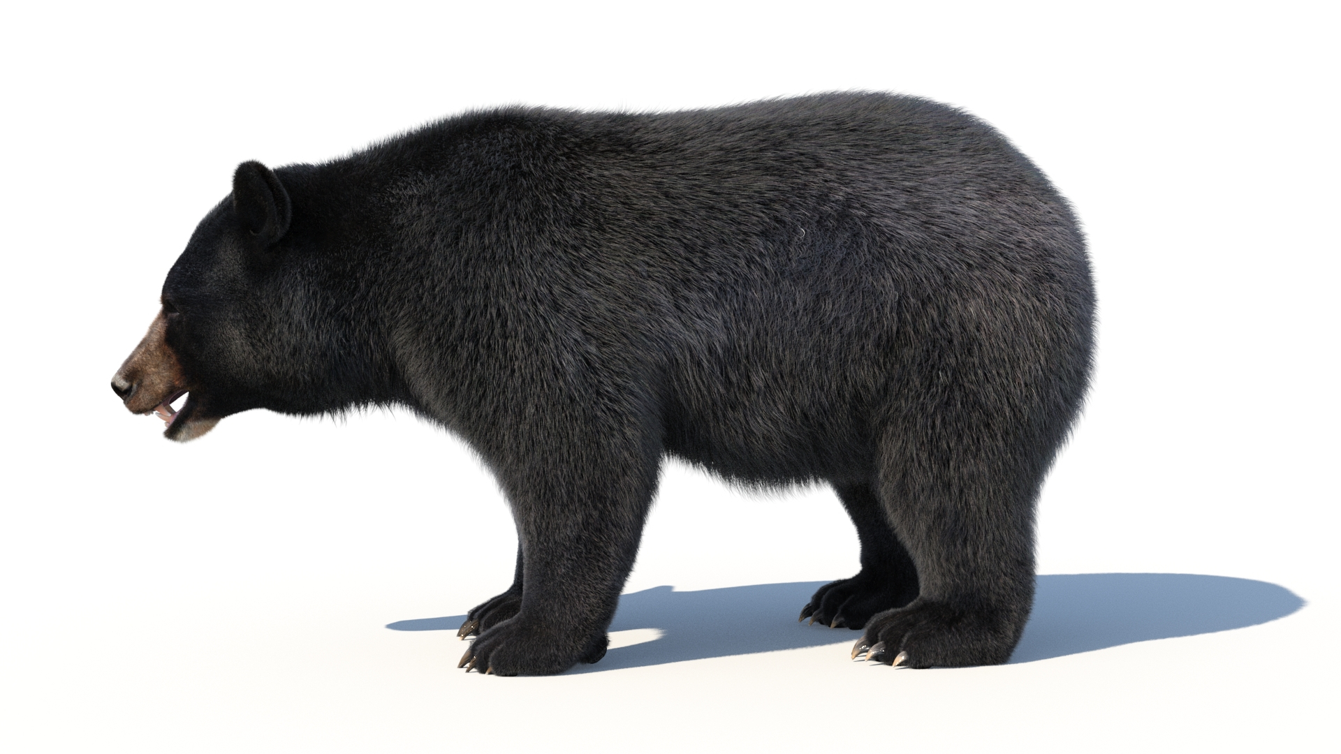 3D Black Bear Rigged Fur Model - TurboSquid 1887067