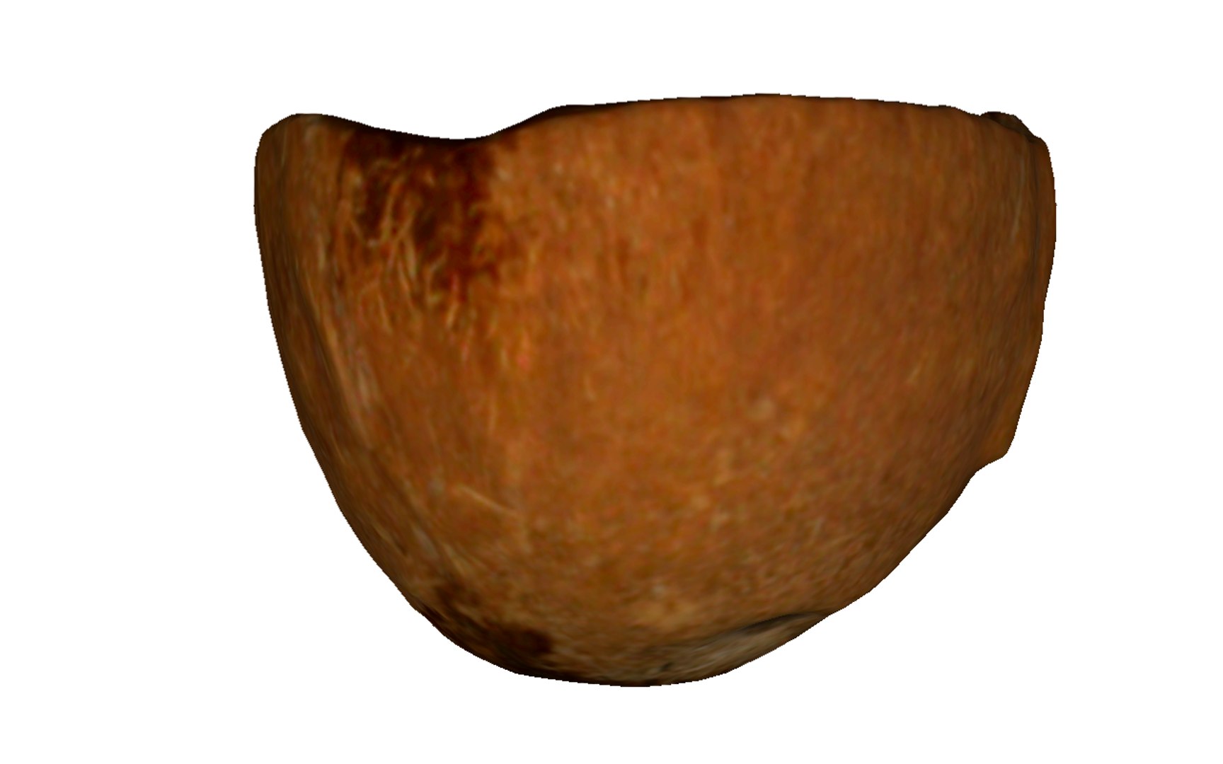 Coconut Shell 3D Model - TurboSquid 1627743