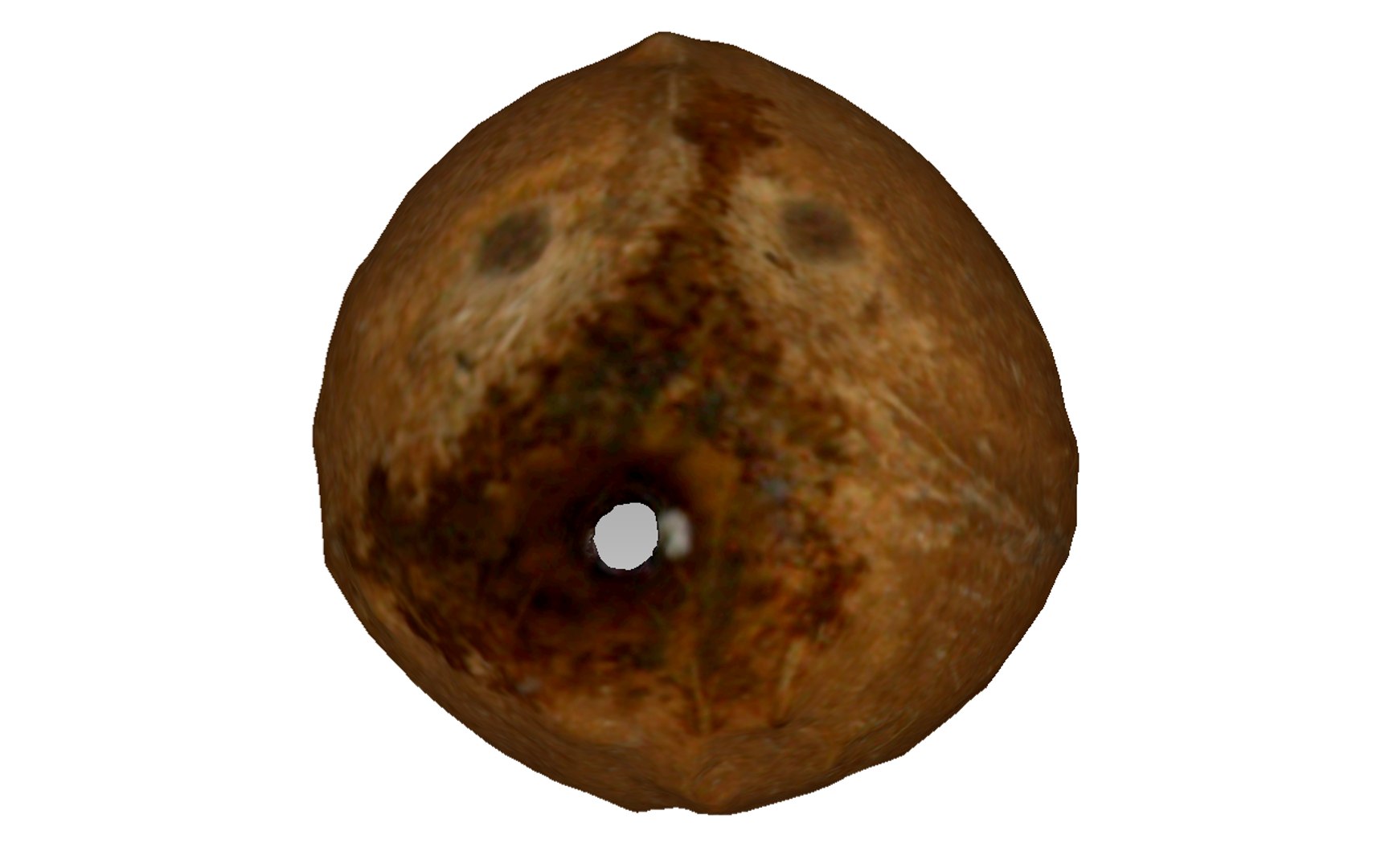 Coconut Shell 3D Model - TurboSquid 1627743