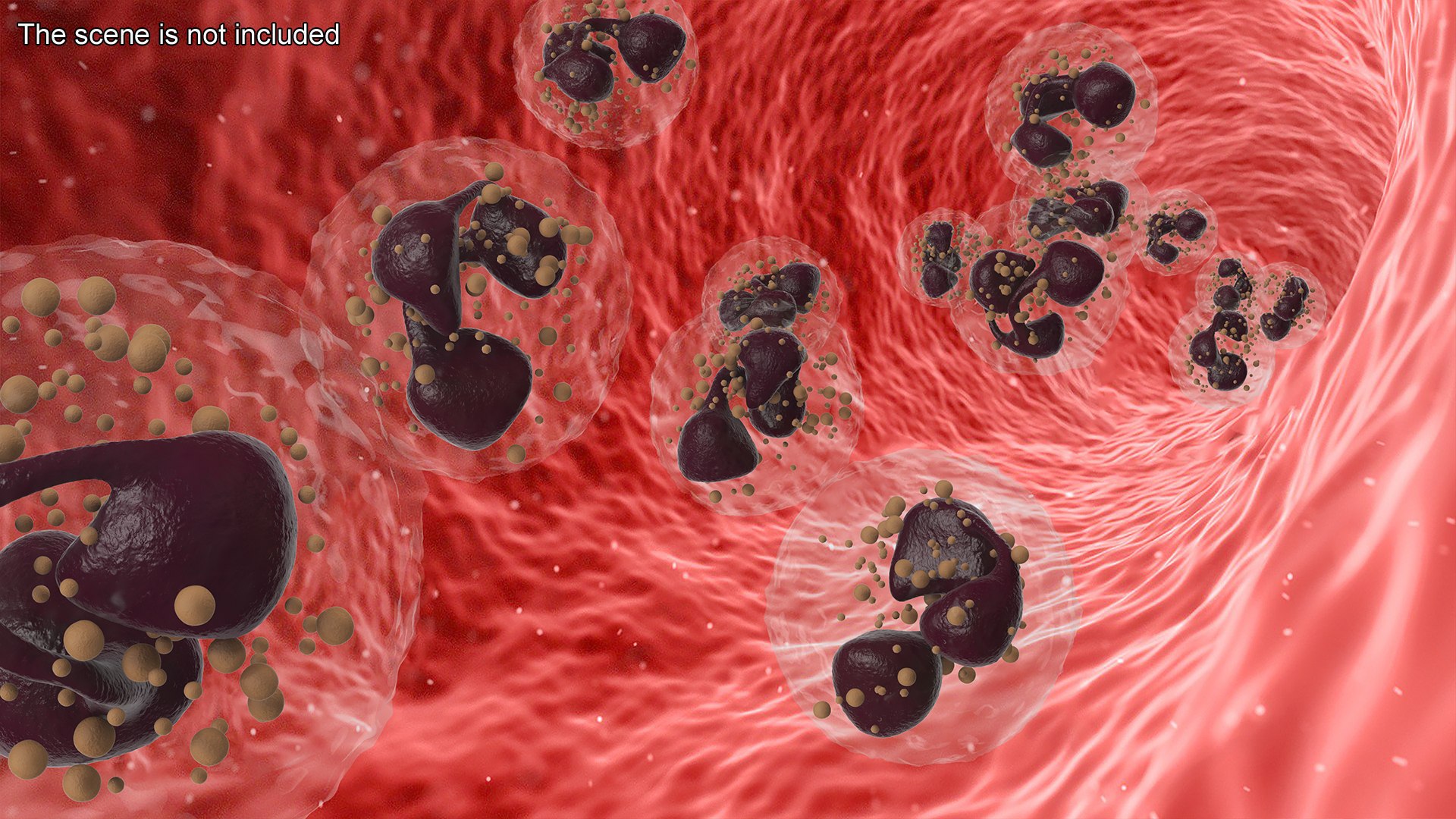 Neutrophil Blood Cell 3D Model - TurboSquid 2129033