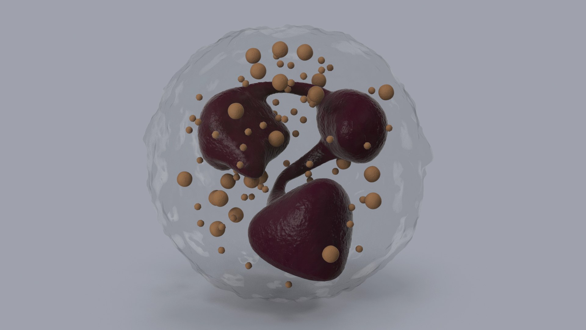 Neutrophil Blood Cell 3D Model - TurboSquid 2129033