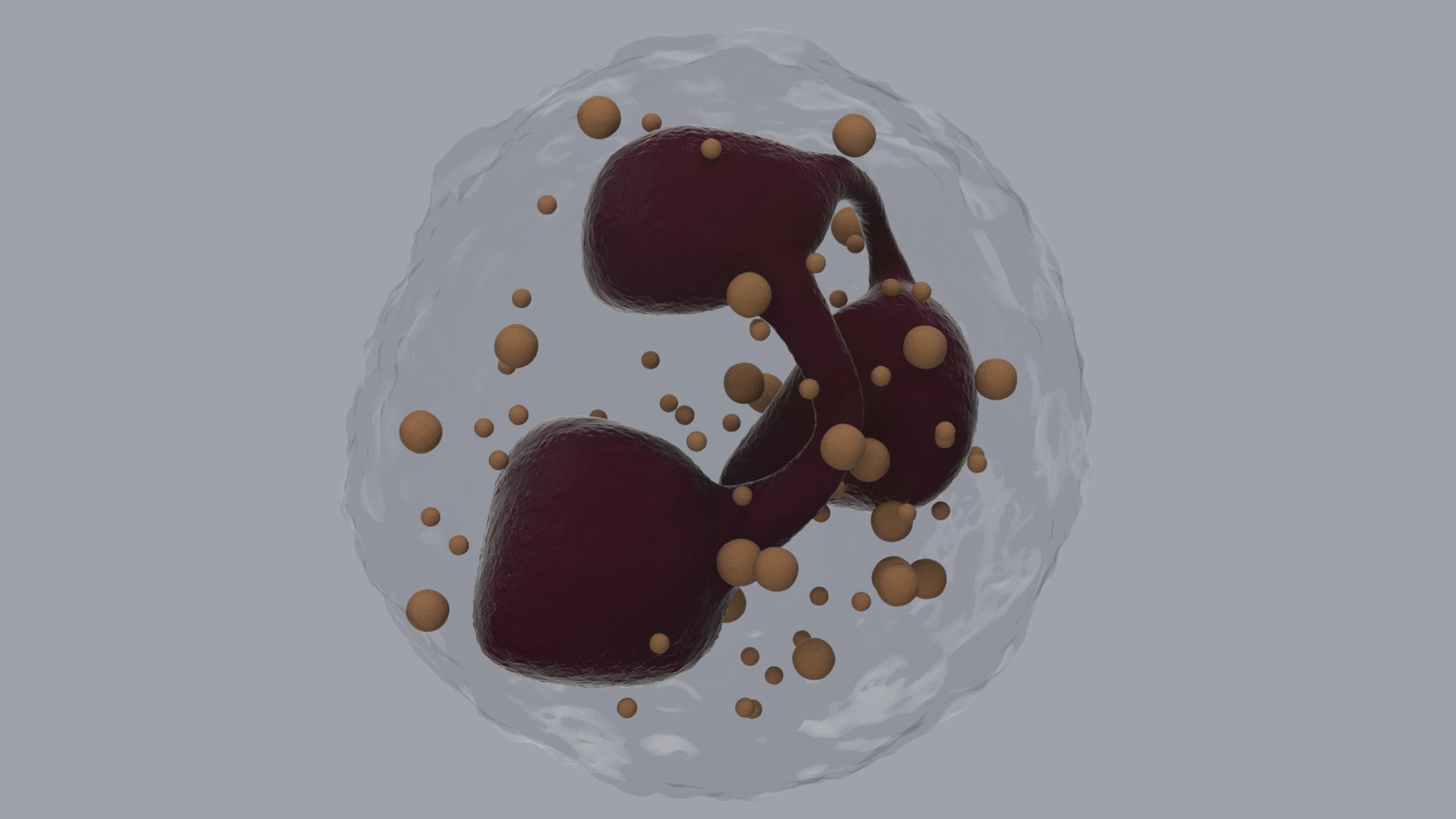 Neutrophil Blood Cell 3D Model - TurboSquid 2129033