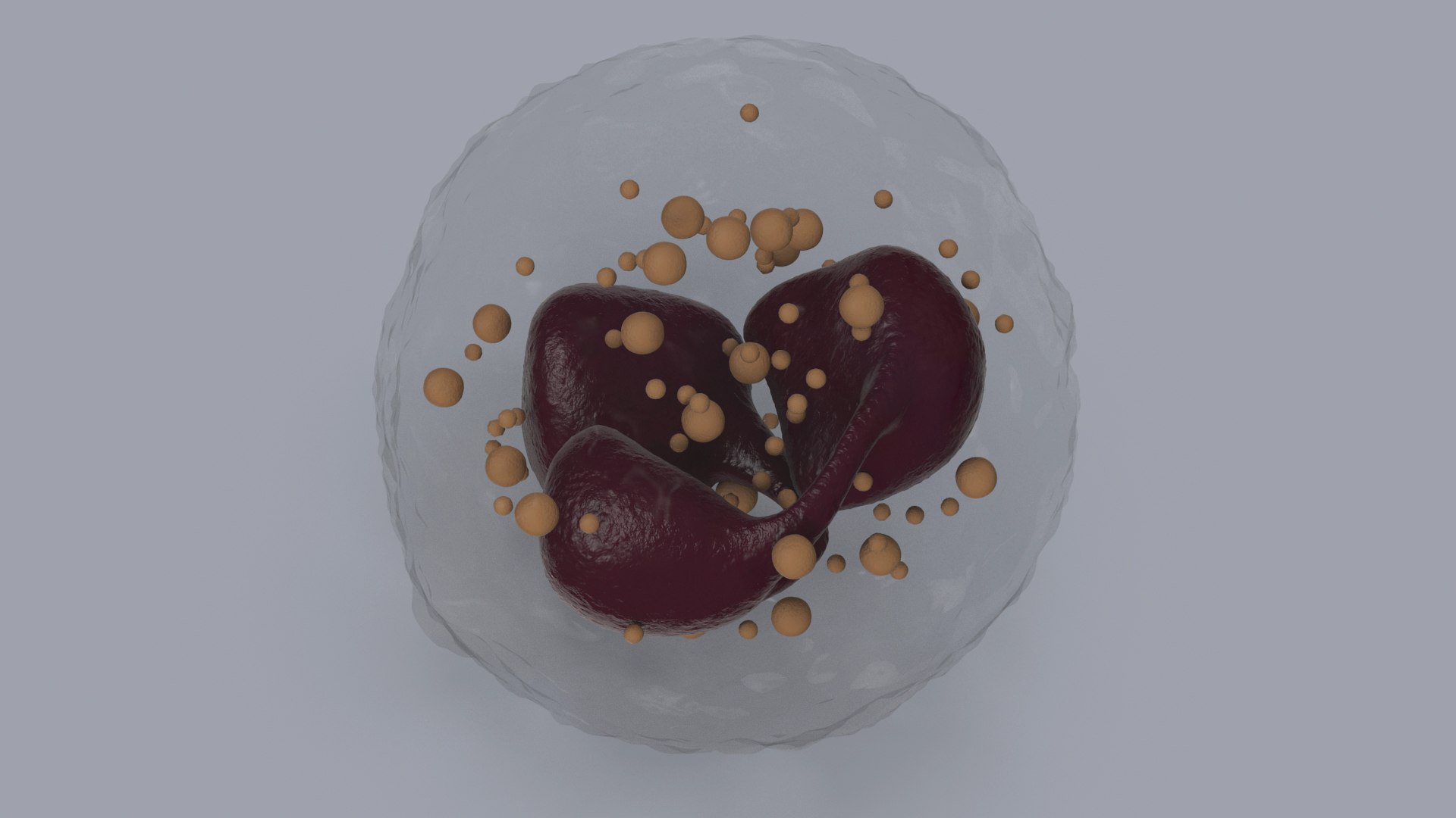 Neutrophil Blood Cell 3D Model - TurboSquid 2129033