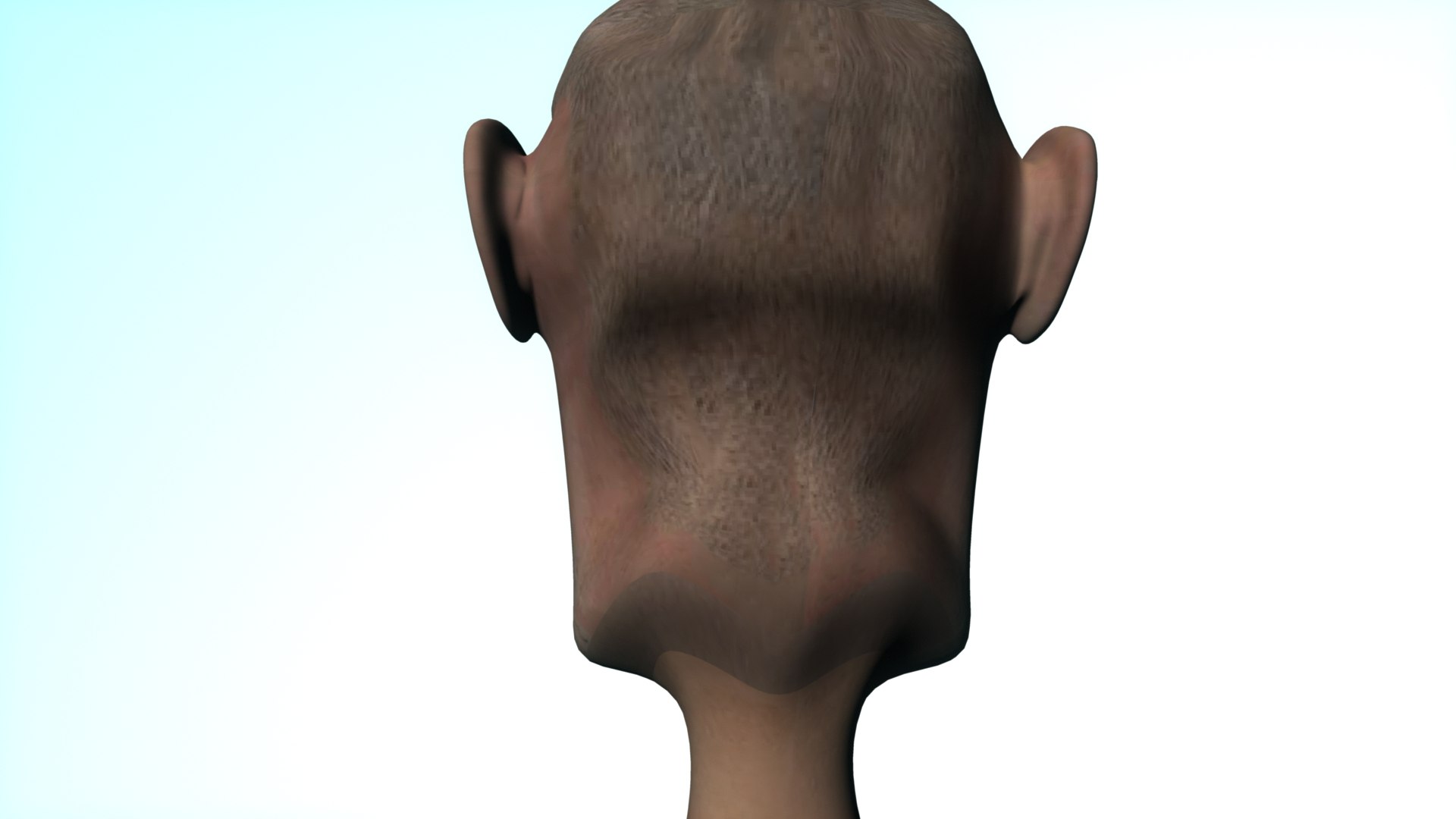Man Male Human 3d Model