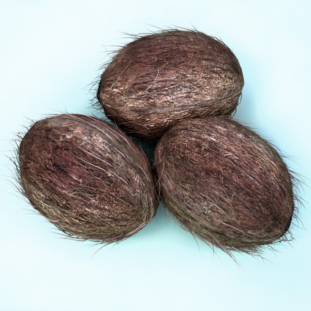coco nut 3d model