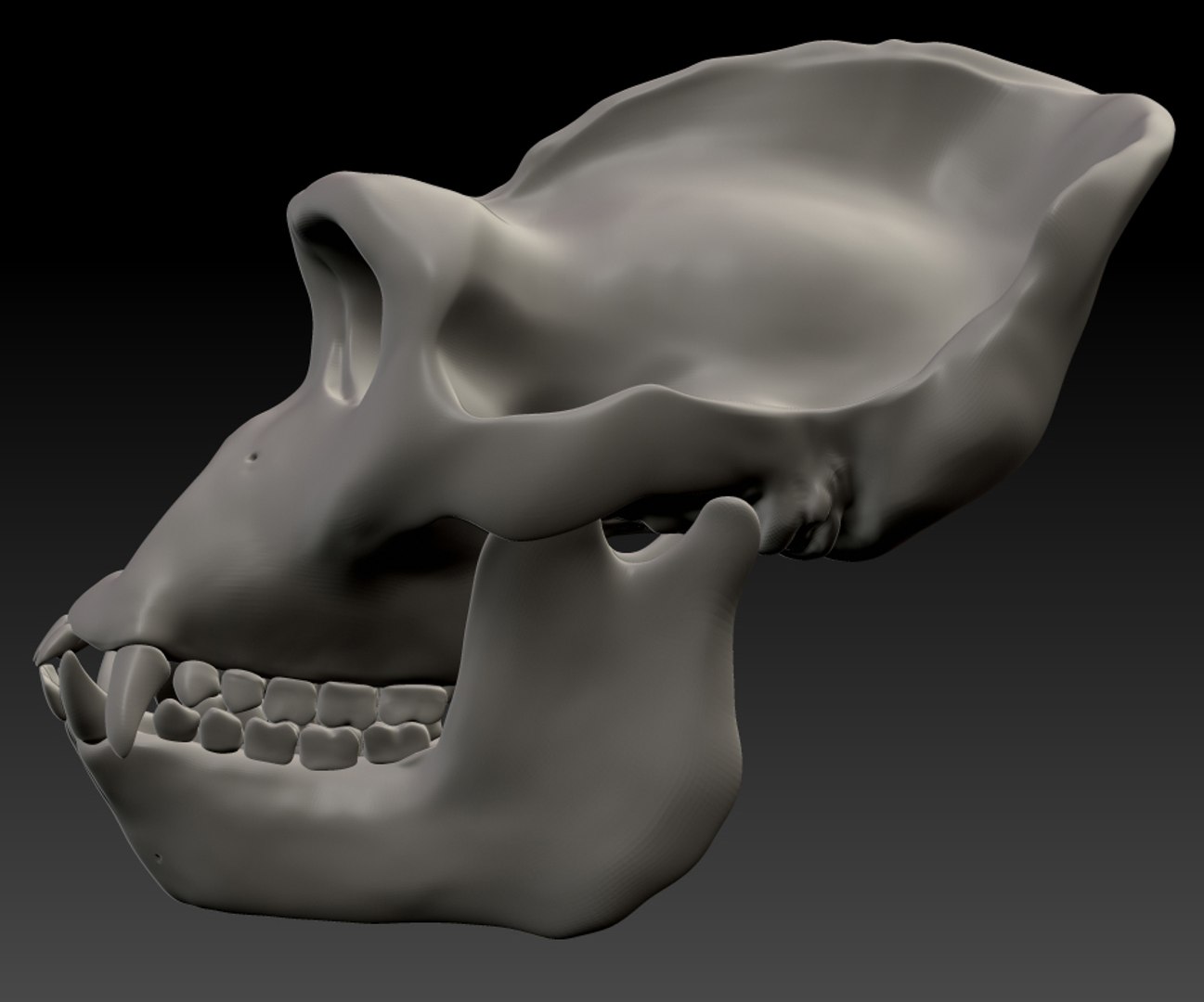 Max Gorilla Skull