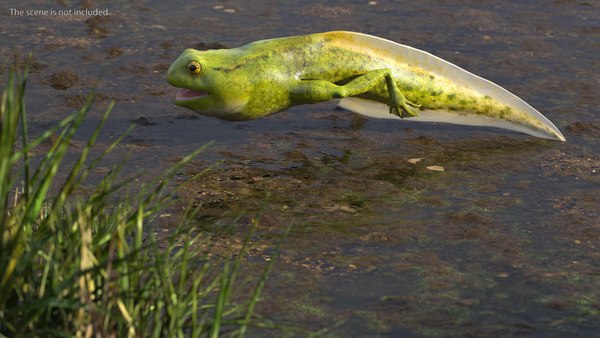 3D Frog Life Cycle Stages Rigged for Maya - TurboSquid 1727503