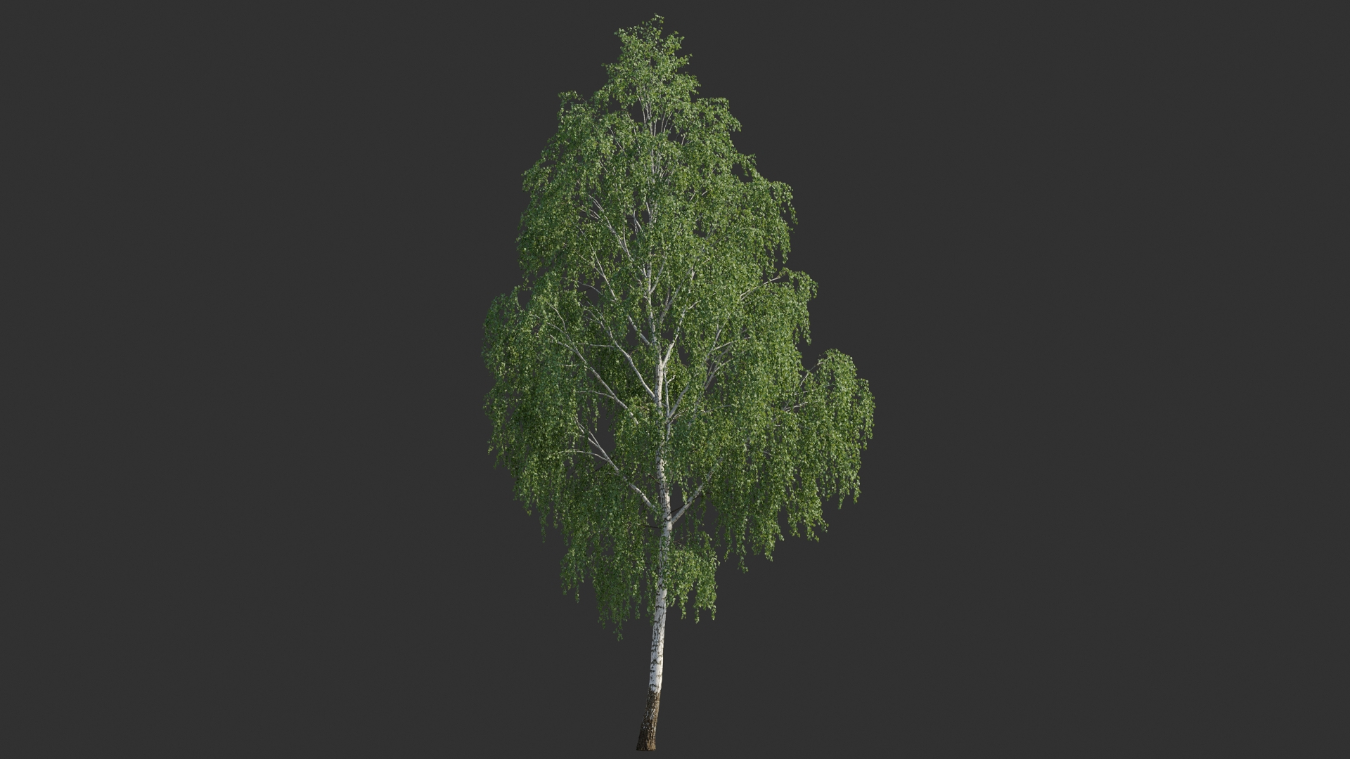 3D Natural Birch 3 - 15 Meters - TurboSquid 1750260