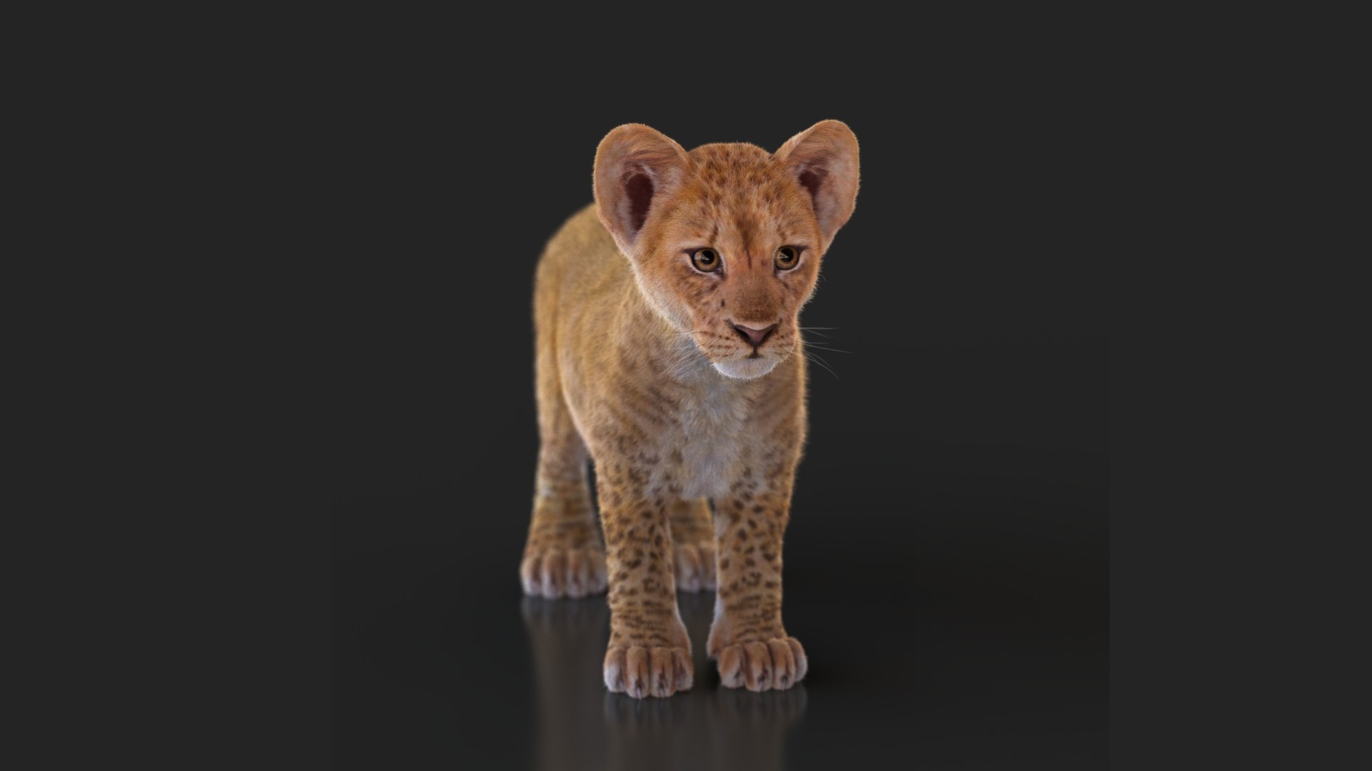 3D Lion Cub RIG XGEN-CORE Model - TurboSquid 2341961