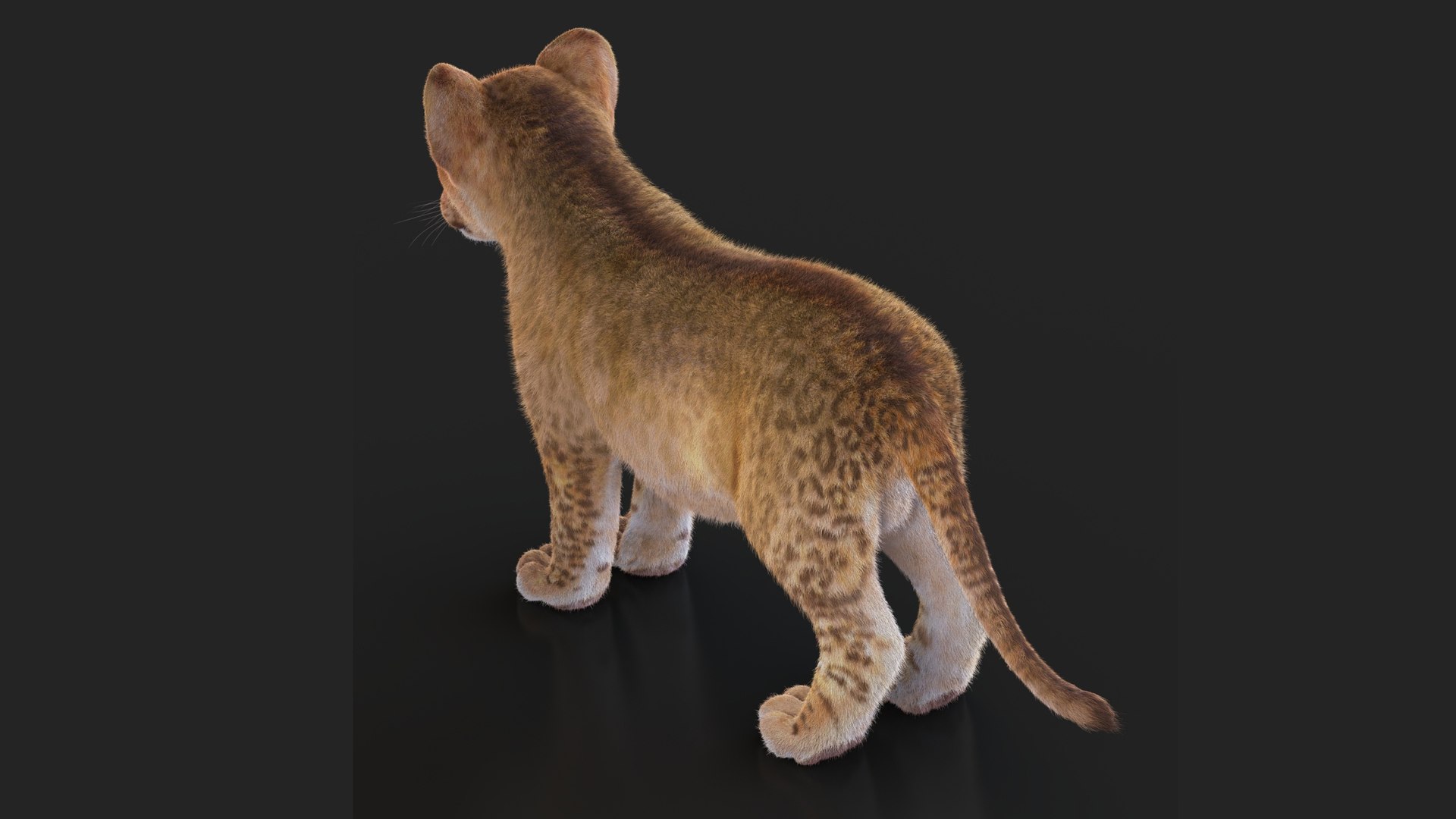 3D Lion Cub RIG XGEN-CORE Model - TurboSquid 2341961