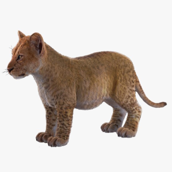 3D модель Lion Cub RIG XGEN-CORE - TurboSquid 2341961