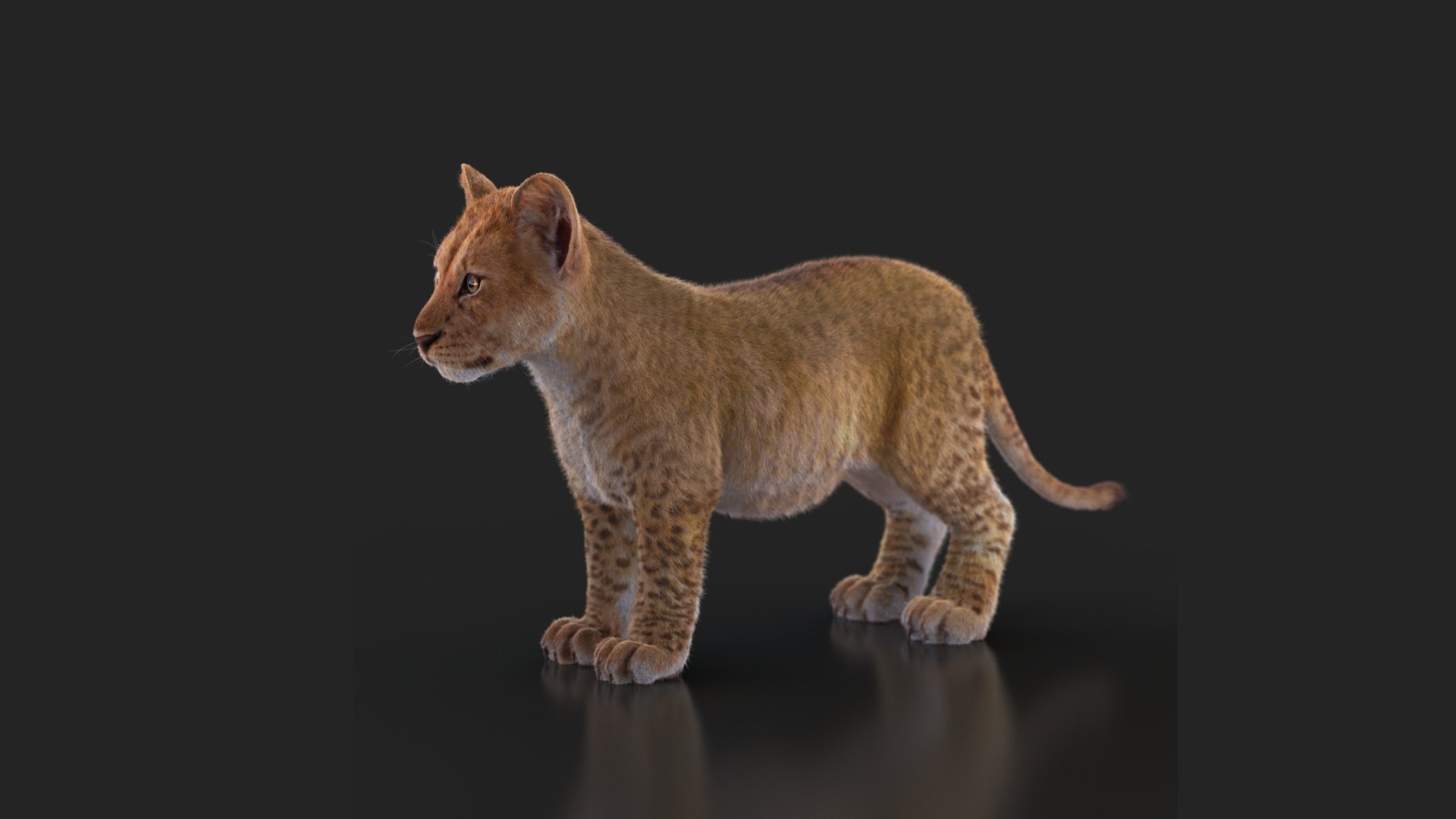3D Lion Cub RIG XGEN-CORE Model - TurboSquid 2341961