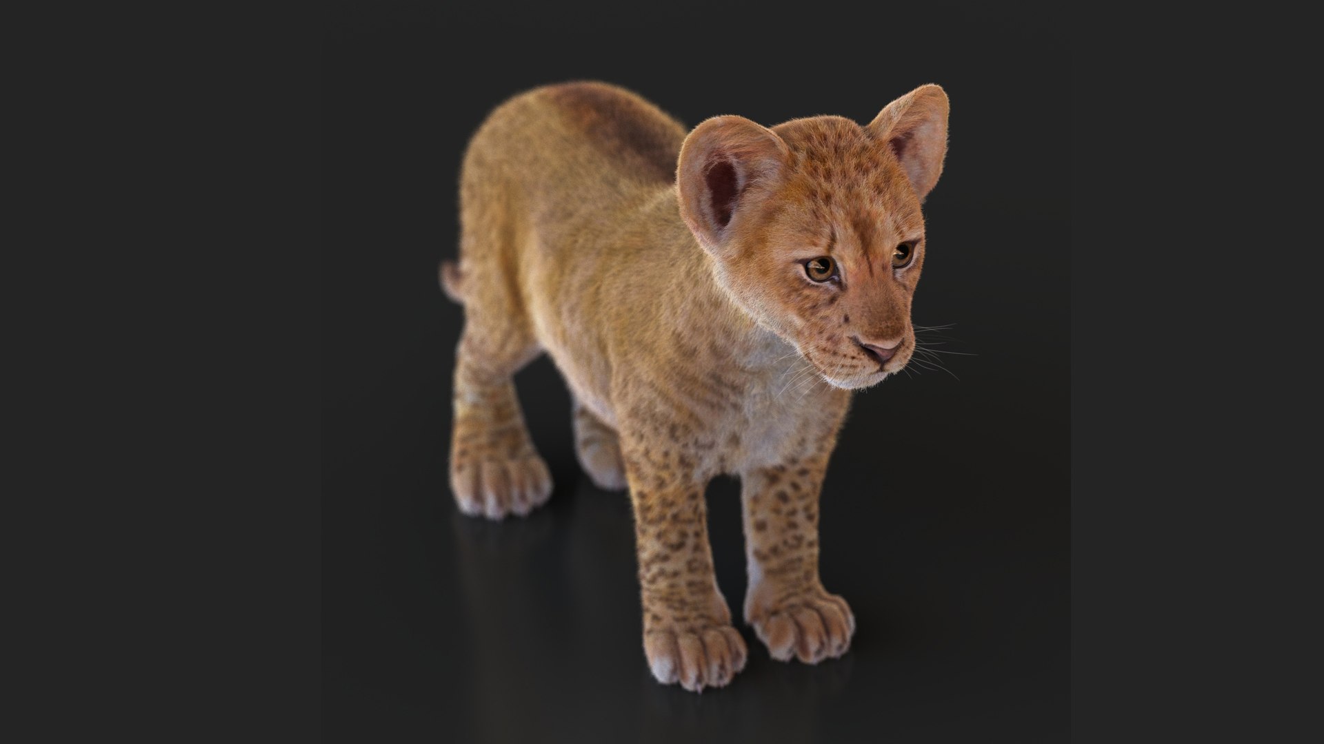 3D Lion Cub RIG XGEN-CORE Model - TurboSquid 2341961