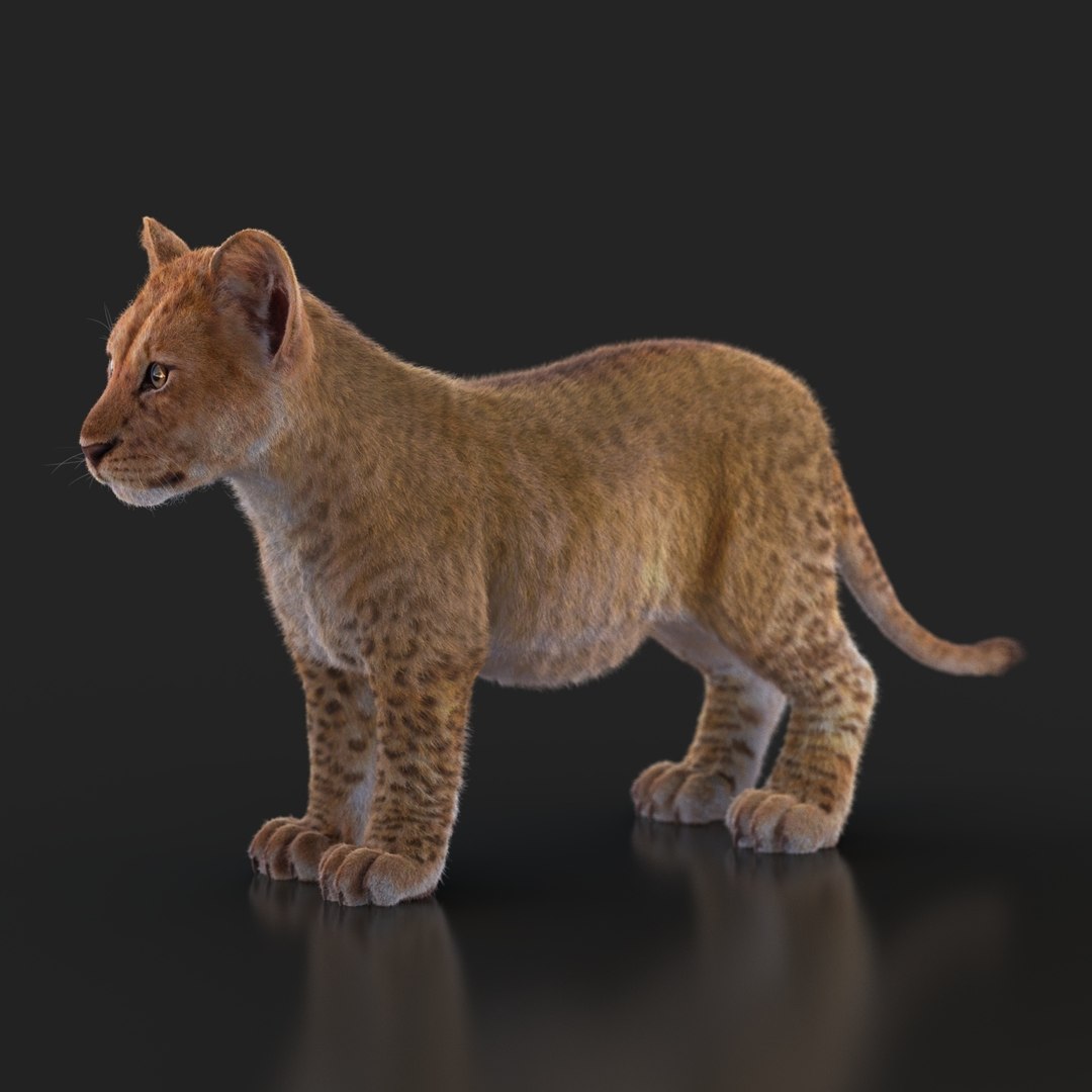 3D Lion Cub RIG XGEN-CORE Model - TurboSquid 2341961