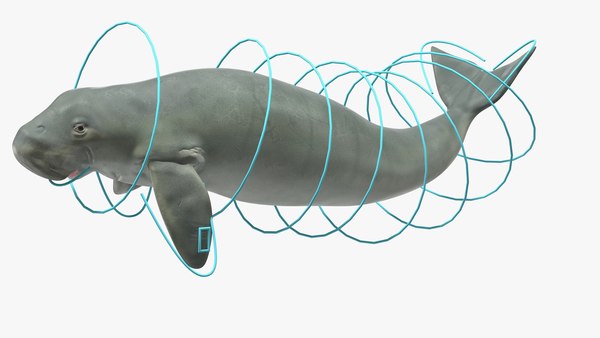 Dugong rigged 3D model - TurboSquid 1518993