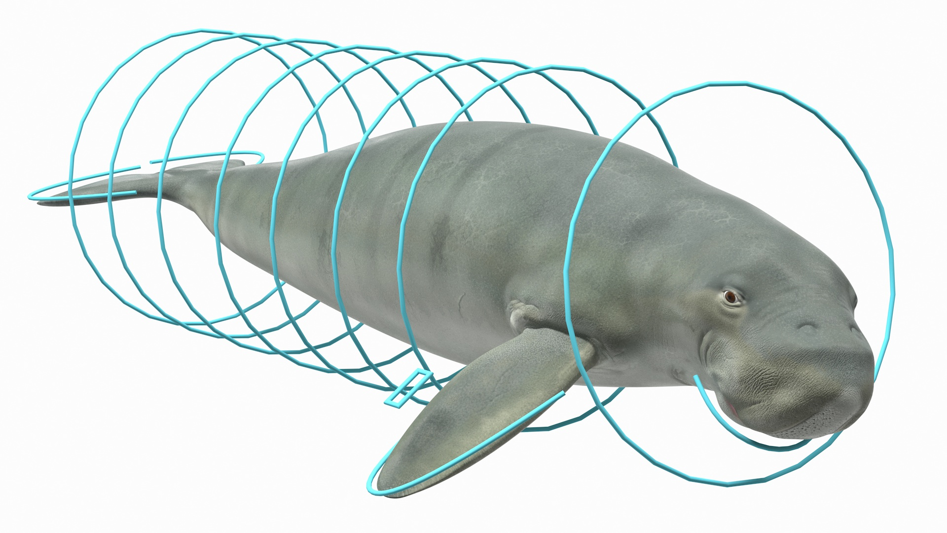 Dugong Rigged 3D Model - TurboSquid 1518993