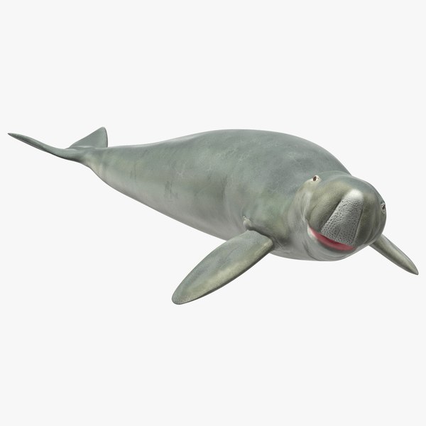 Dugong Rigged 3D 모델 - TurboSquid 1518993