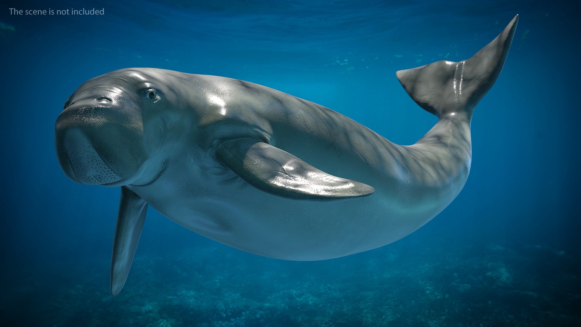 Dugong Rigged 3D Model - TurboSquid 1518993