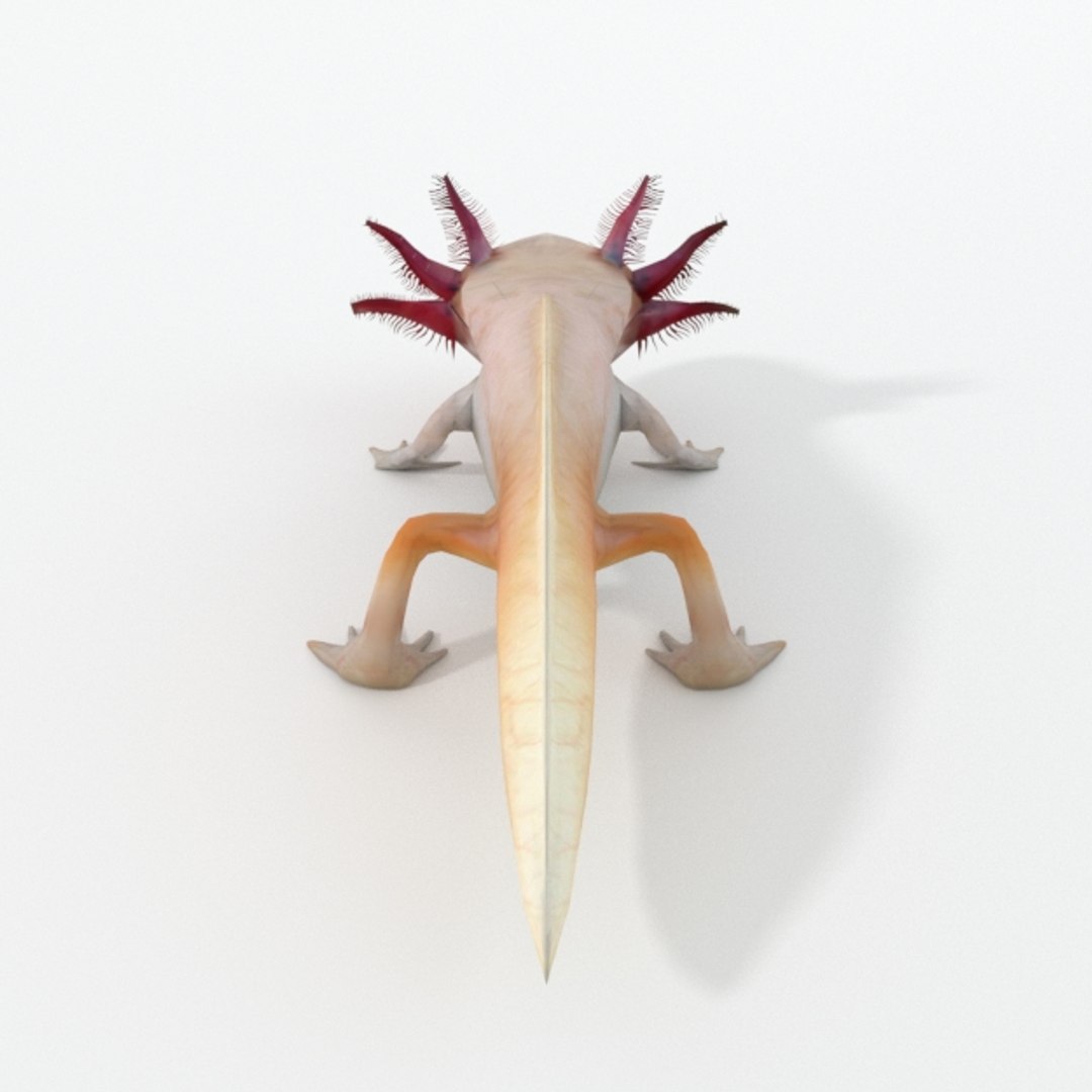 3D Axolotl - TurboSquid 1400219