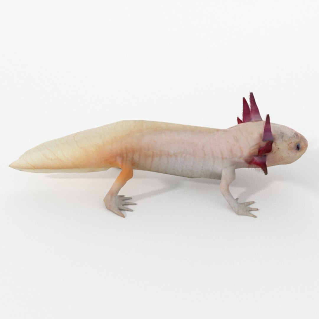 3D Axolotl - TurboSquid 1400219