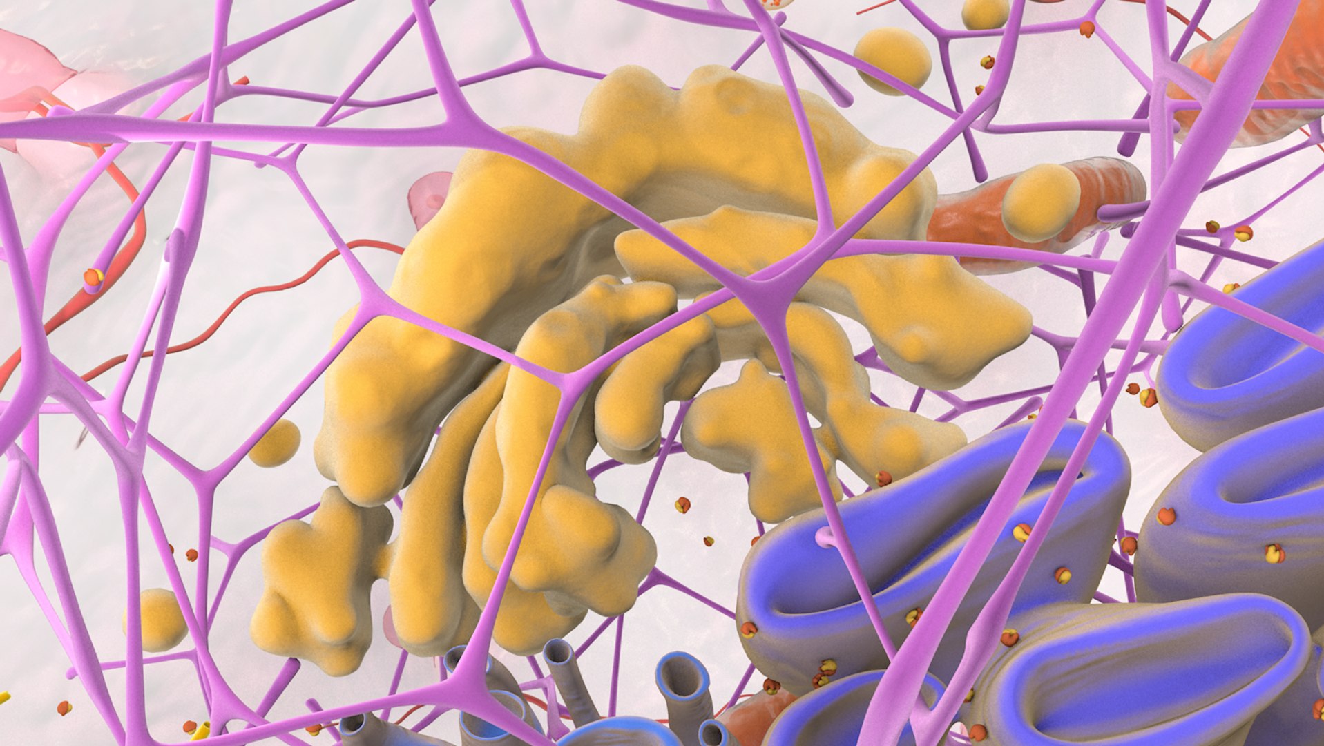 3D human cell nucleus model - TurboSquid 1416129