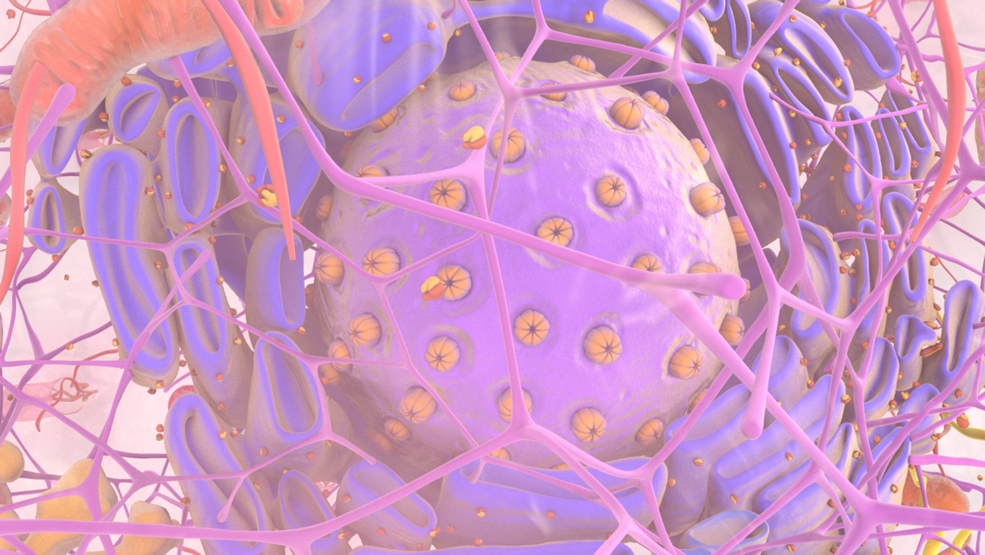 3D human cell nucleus model - TurboSquid 1416129