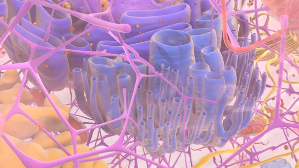 3D human cell nucleus model - TurboSquid 1416129