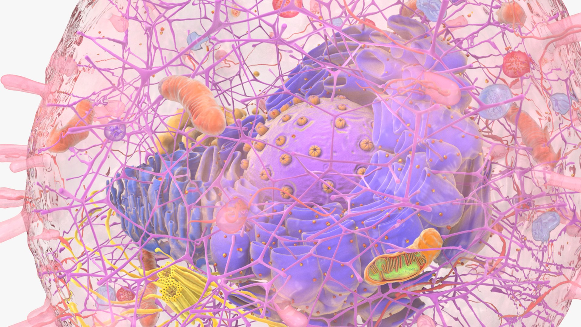 3D human cell nucleus model - TurboSquid 1416129