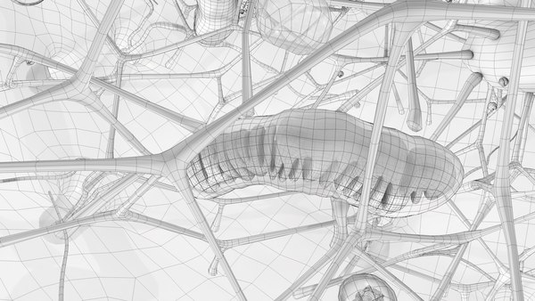 3D human cell nucleus model - TurboSquid 1416129