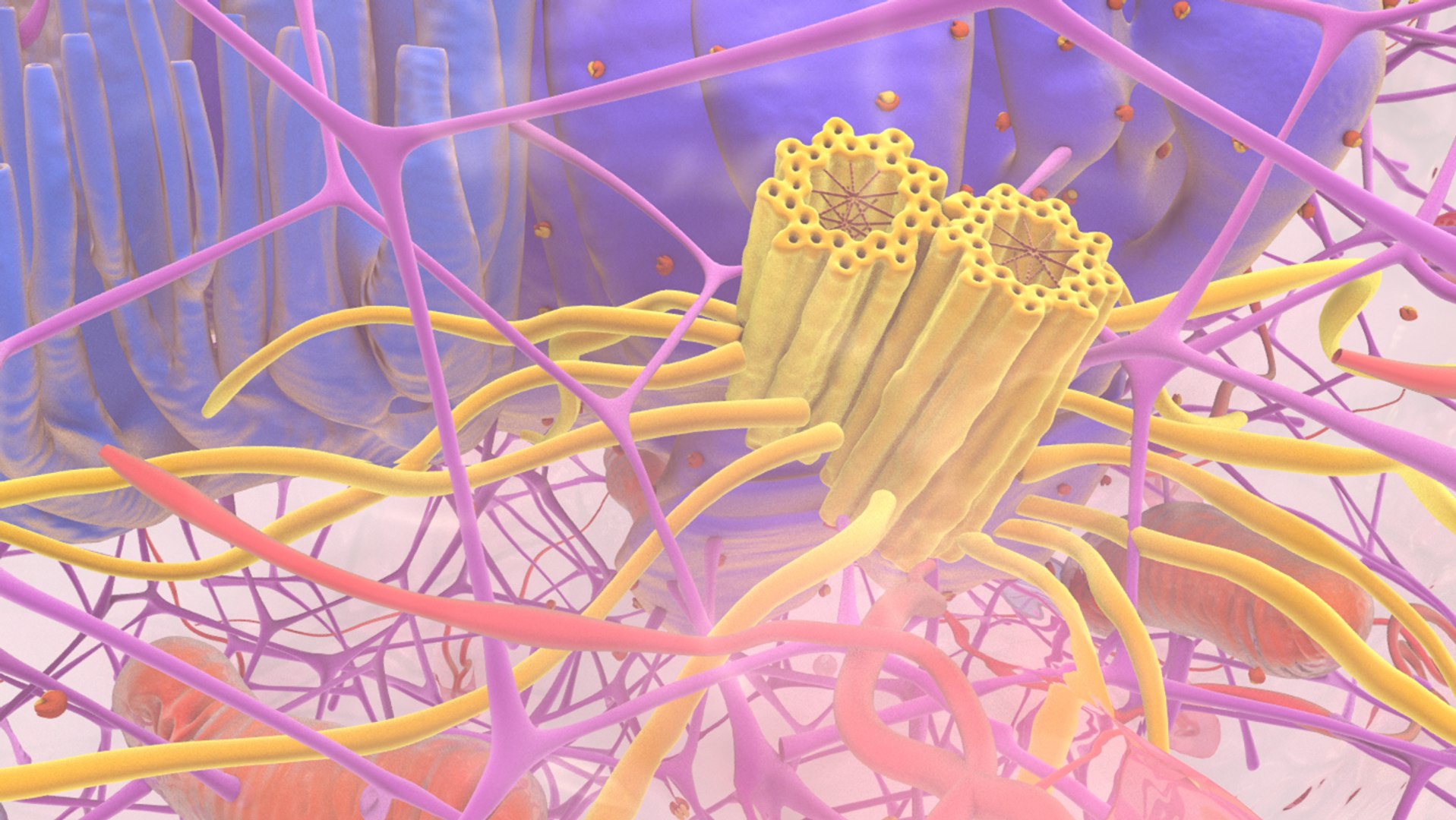 3D human cell nucleus model - TurboSquid 1416129