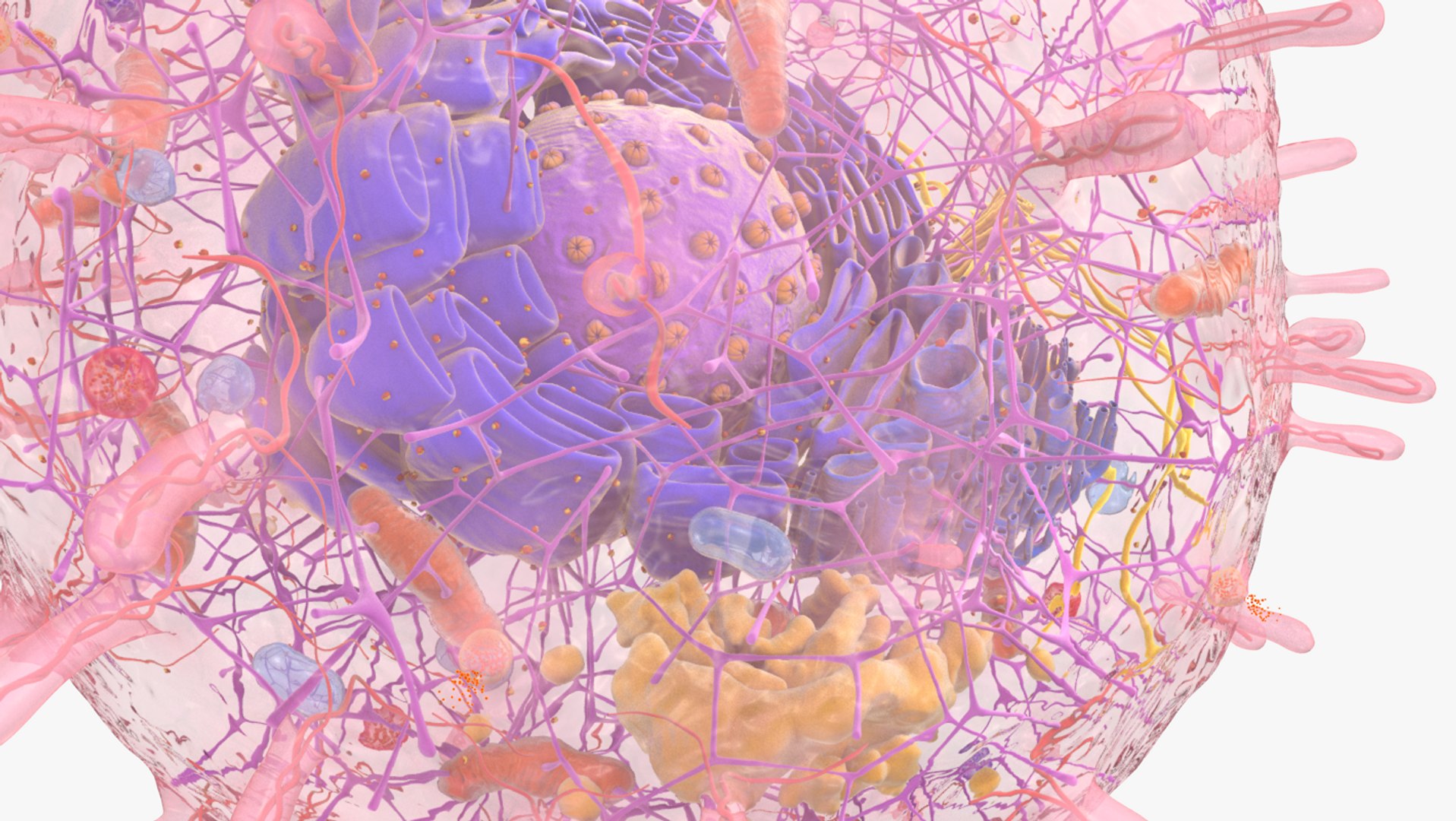 3D human cell nucleus model - TurboSquid 1416129