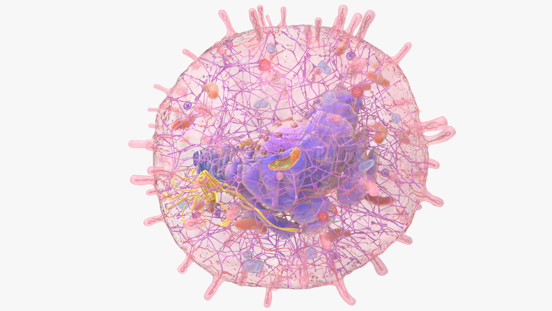 3D human cell nucleus model - TurboSquid 1416129