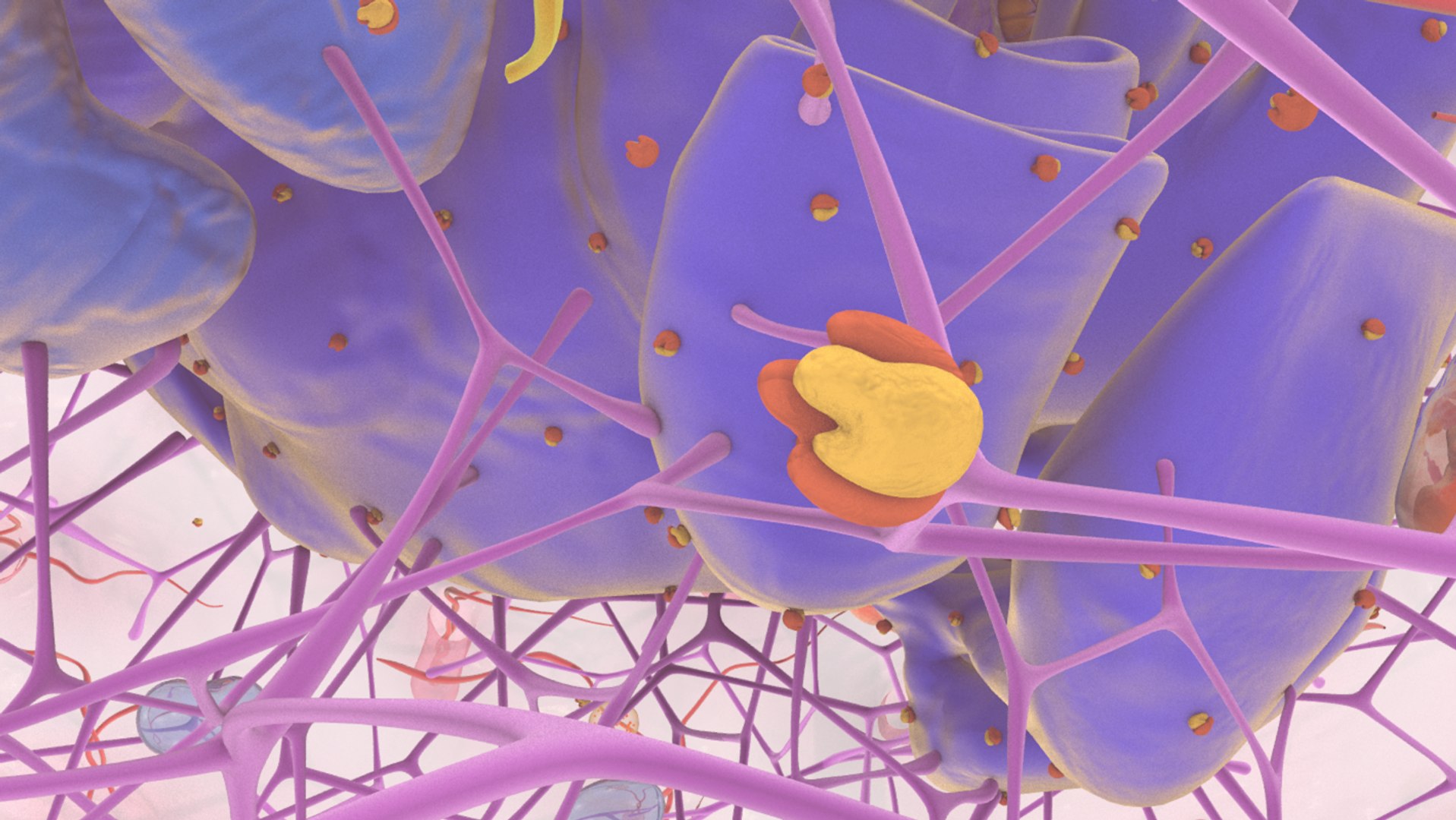 3D human cell nucleus model - TurboSquid 1416129