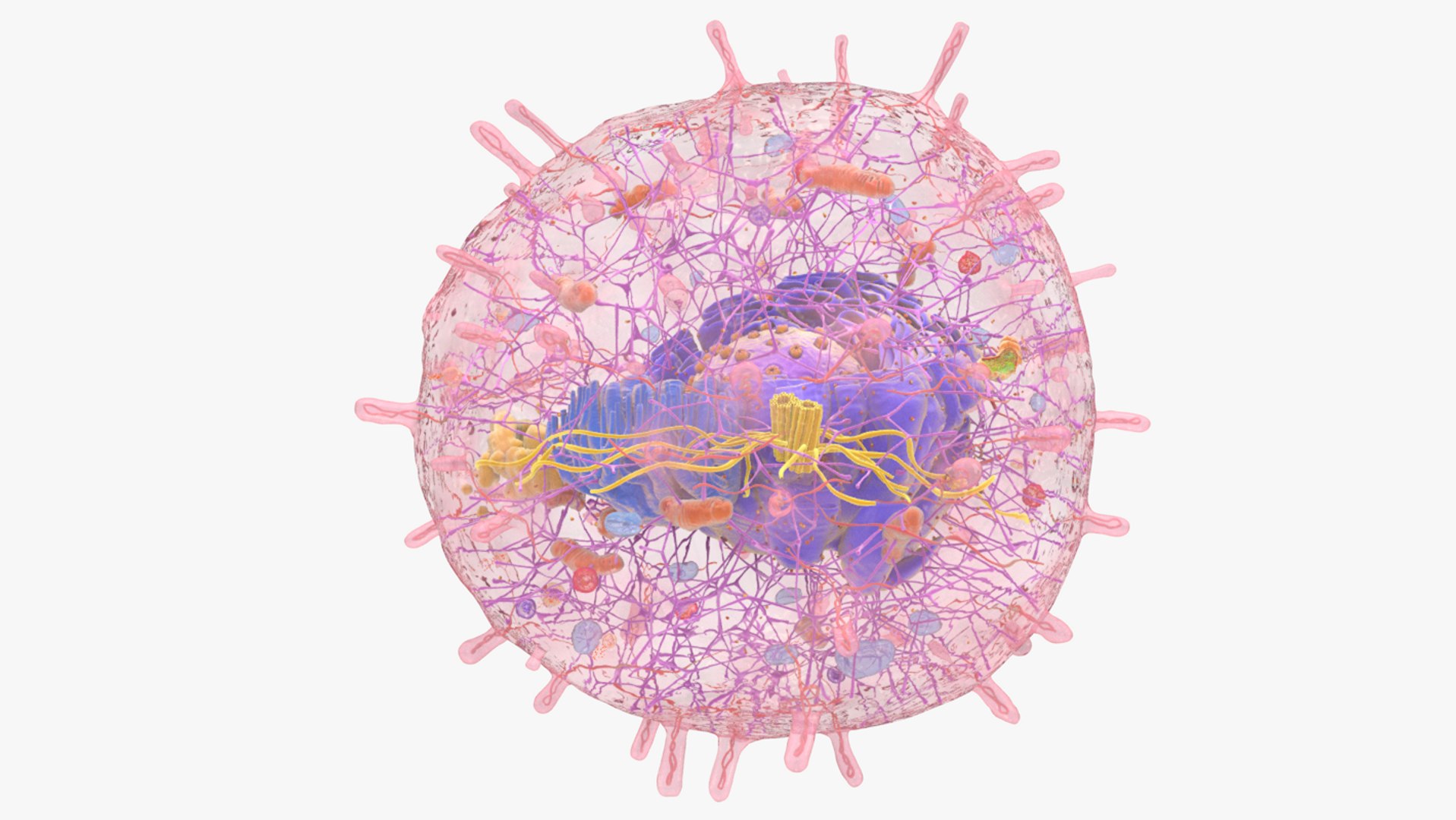 3D human cell nucleus model - TurboSquid 1416129