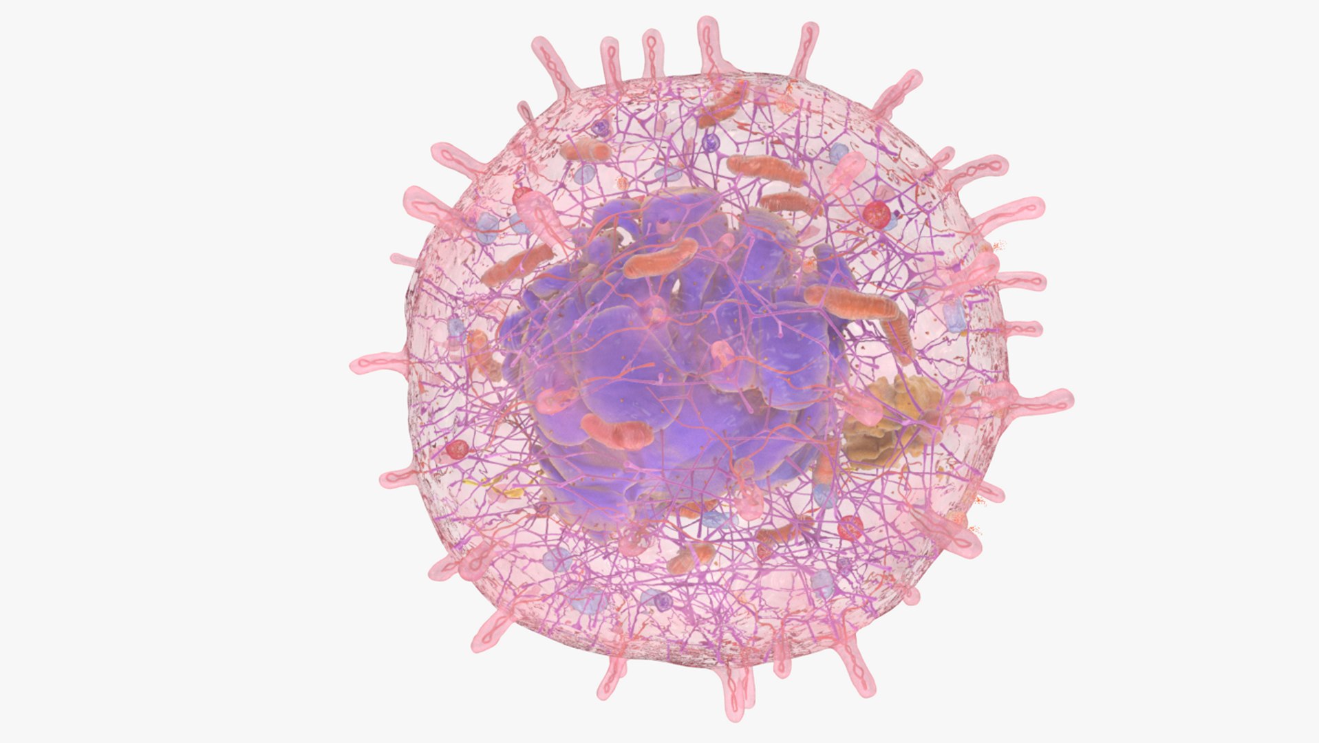 3D human cell nucleus model - TurboSquid 1416129