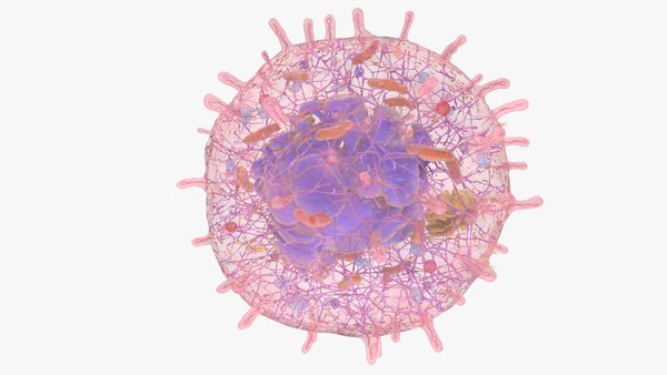 3D human cell nucleus model - TurboSquid 1416129