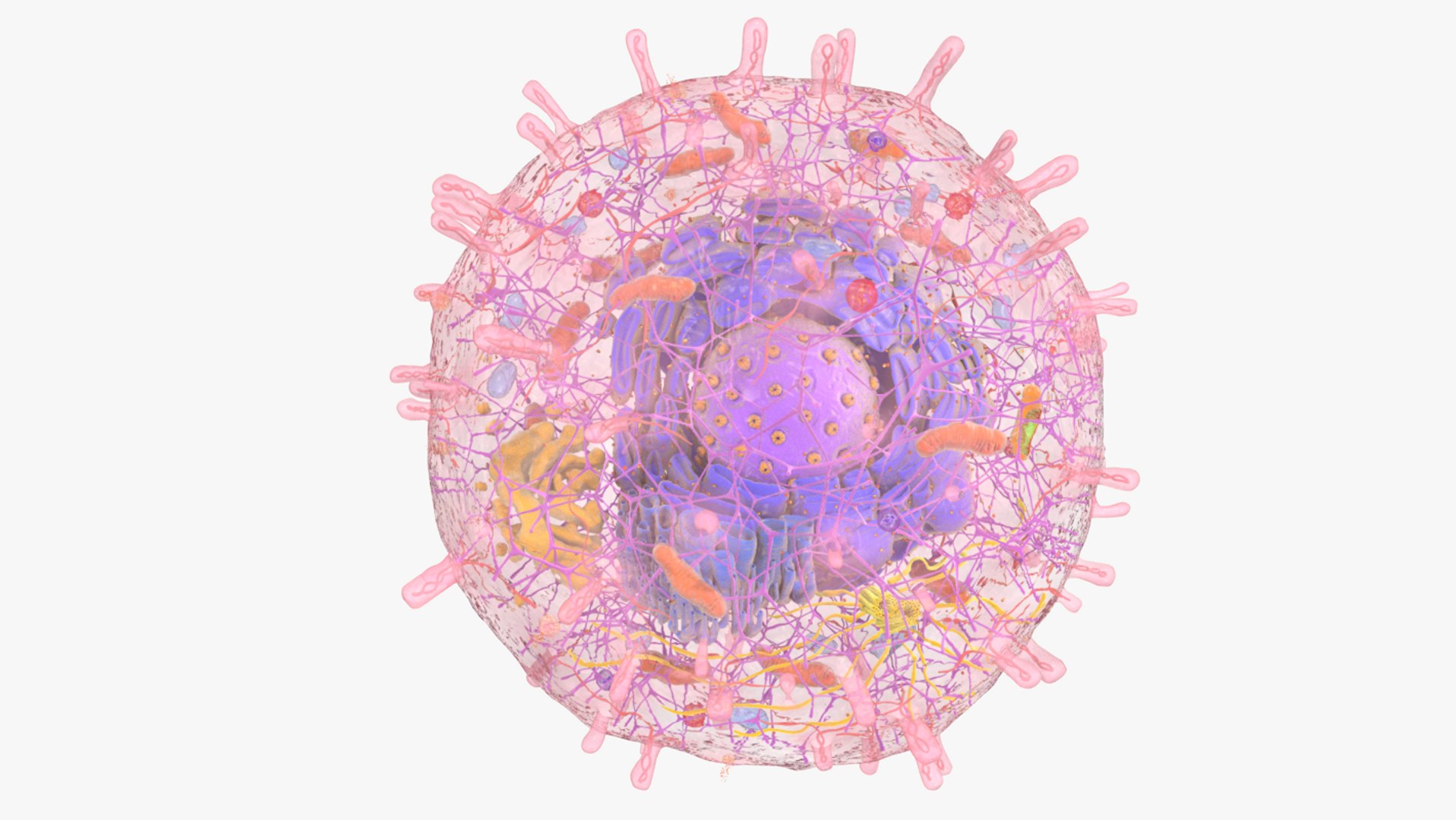 3D human cell nucleus model - TurboSquid 1416129