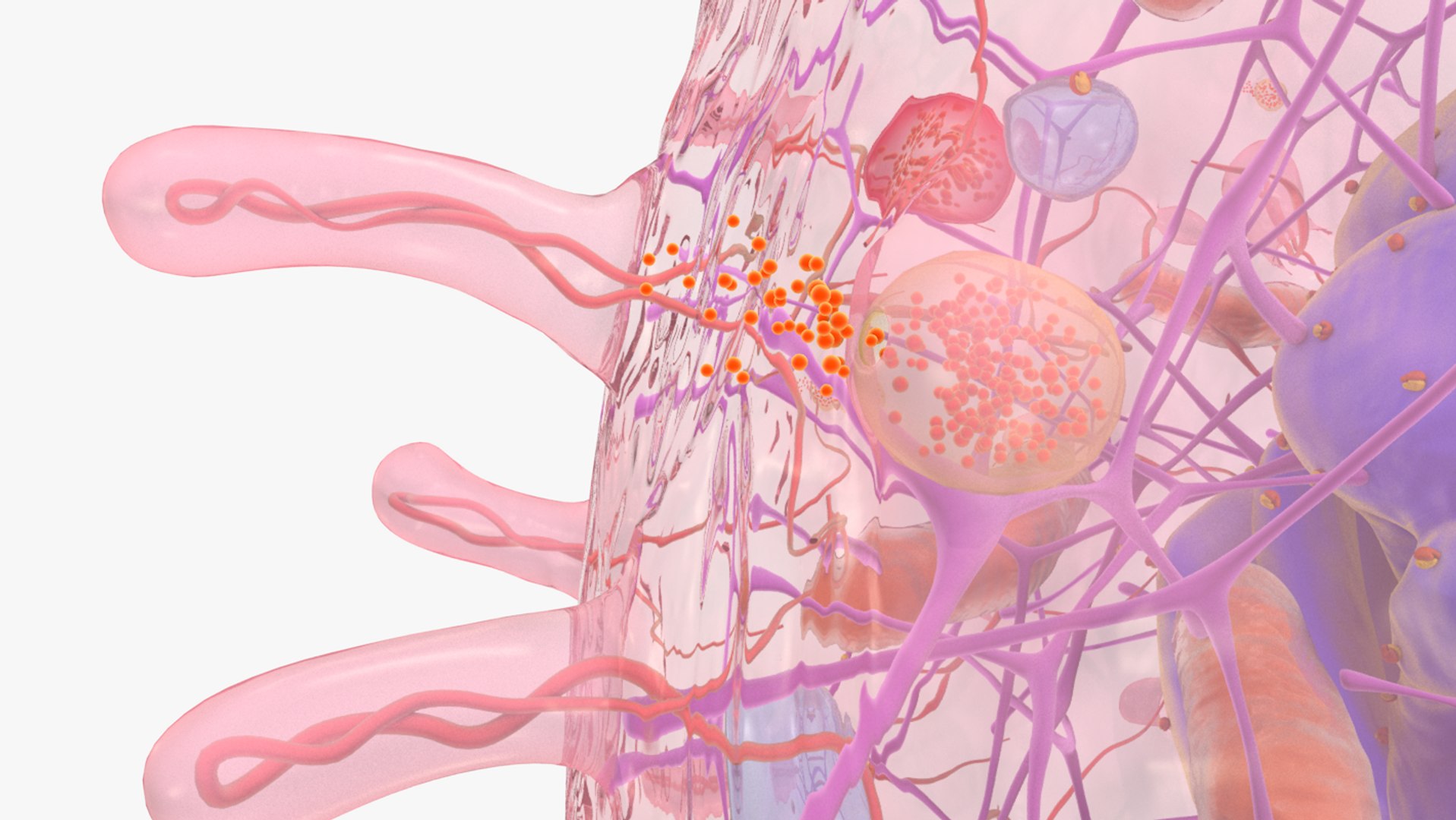 3D human cell nucleus model - TurboSquid 1416129