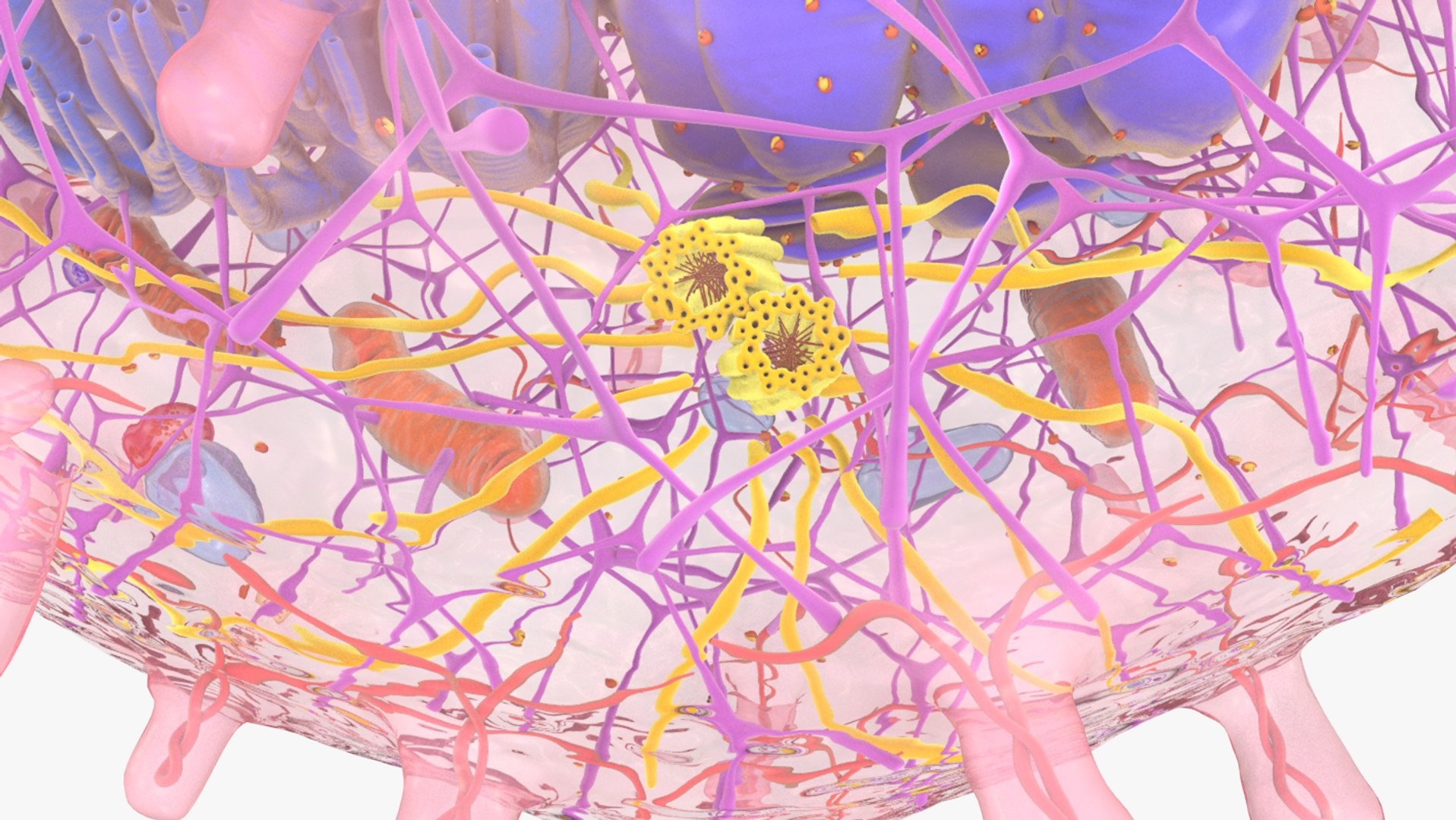 3D human cell nucleus model - TurboSquid 1416129