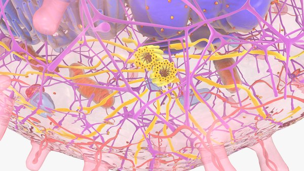 3D human cell nucleus model - TurboSquid 1416129