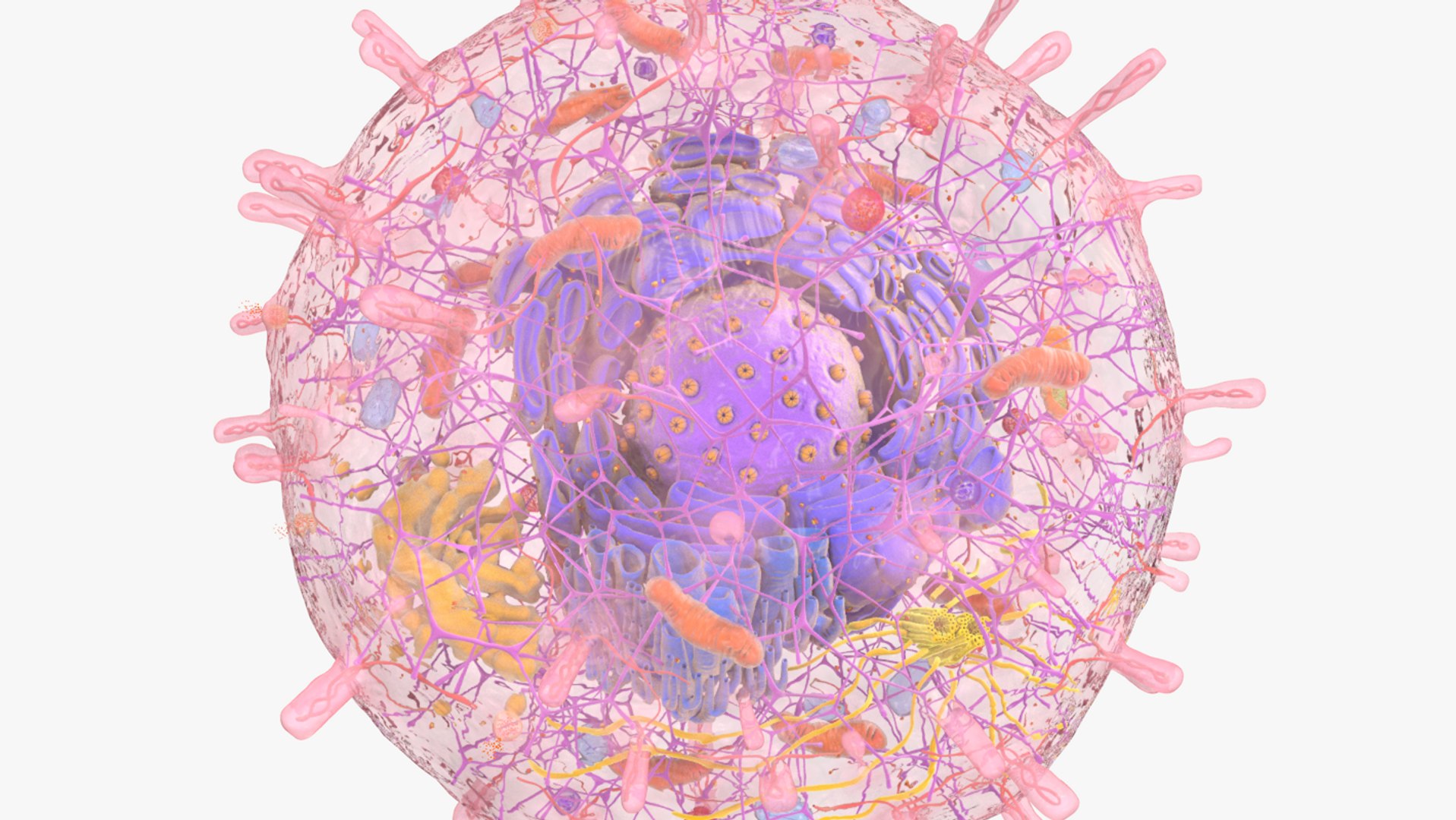 3D human cell nucleus model - TurboSquid 1416129