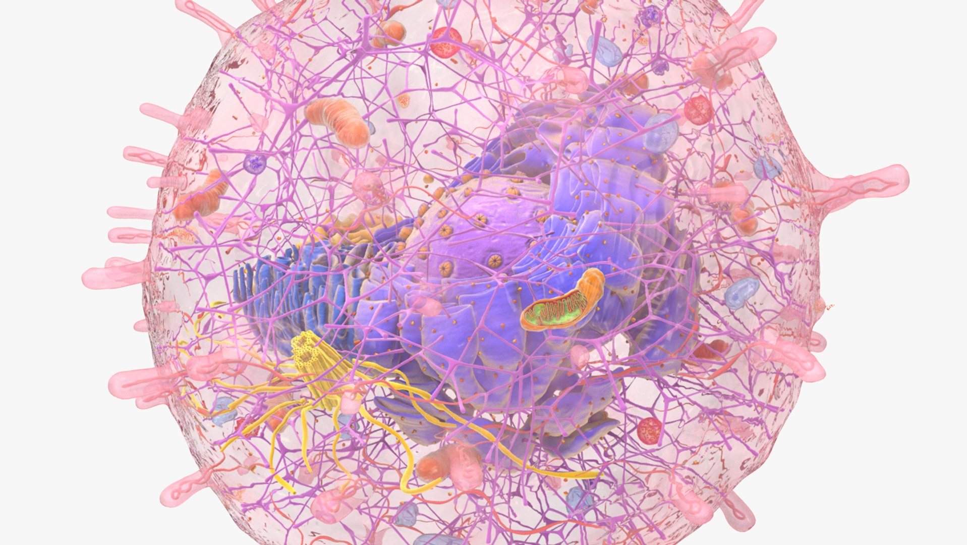3D human cell nucleus model - TurboSquid 1416129