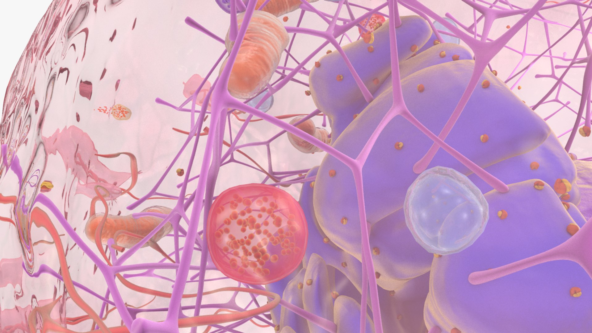 3D human cell nucleus model - TurboSquid 1416129