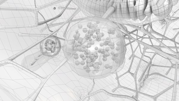 3D human cell nucleus model - TurboSquid 1416129