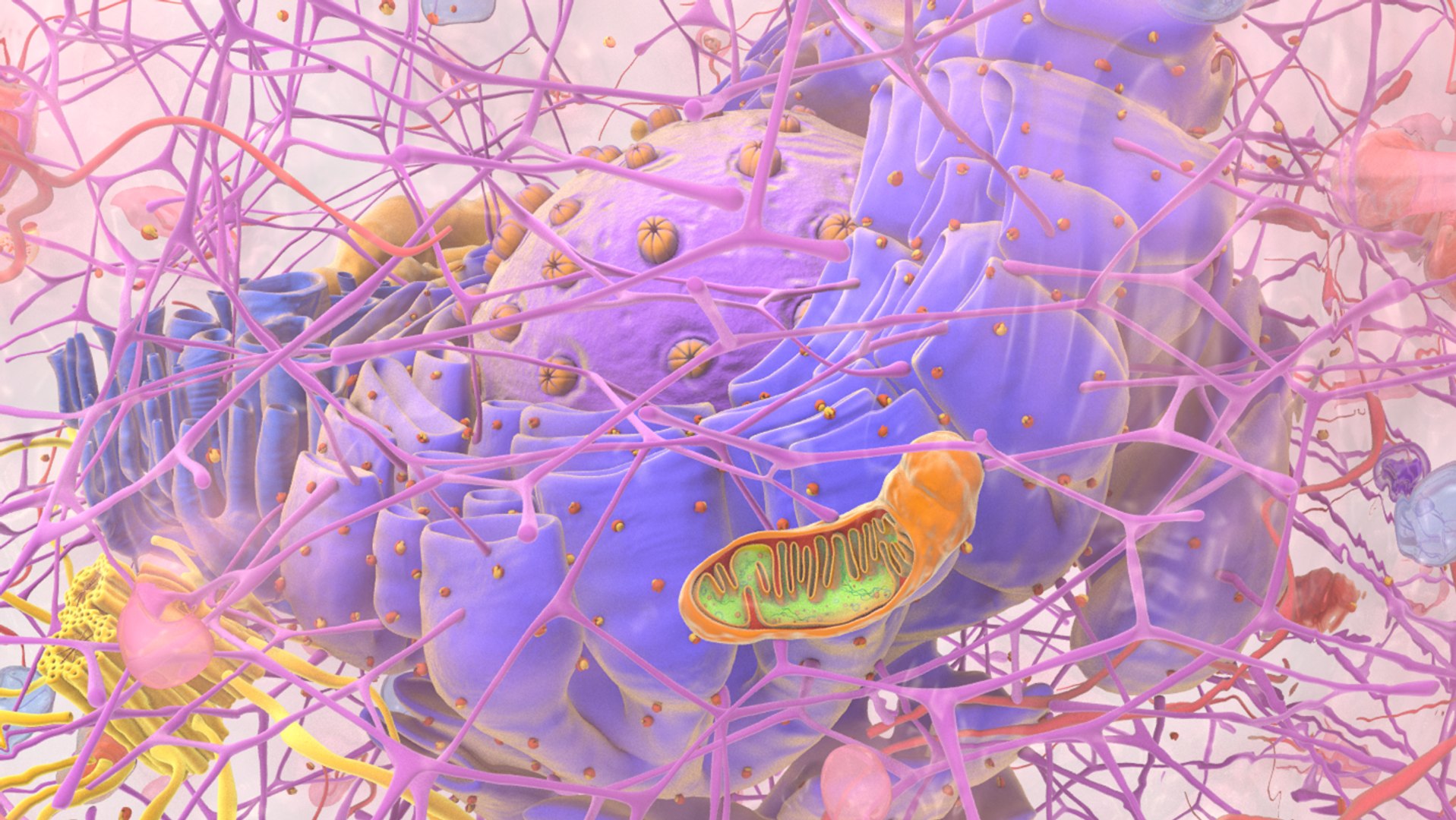 3D human cell nucleus model - TurboSquid 1416129